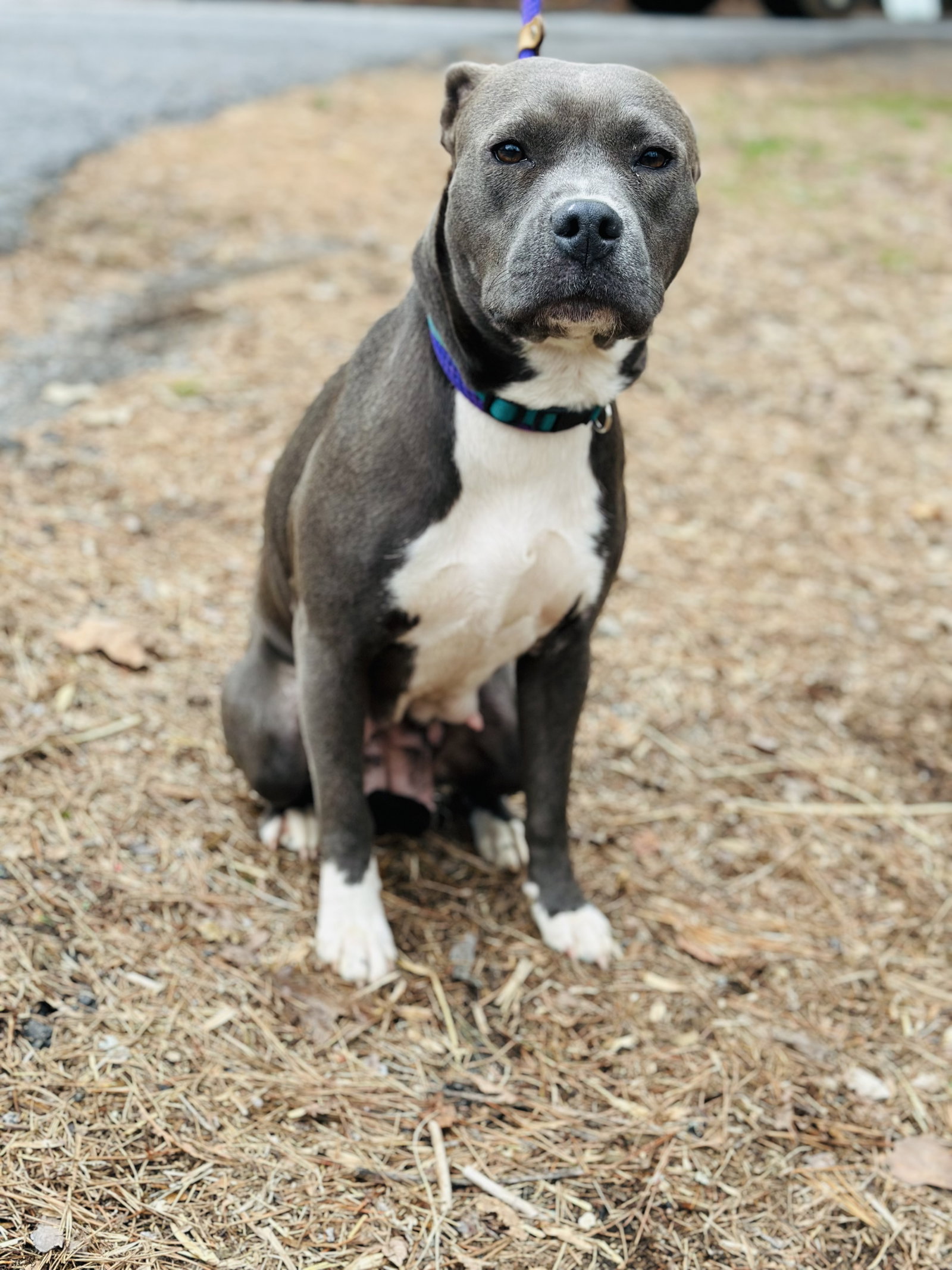 Dog for Adoption - Clementine, a American Pit Bull Terrier in Jackson ...