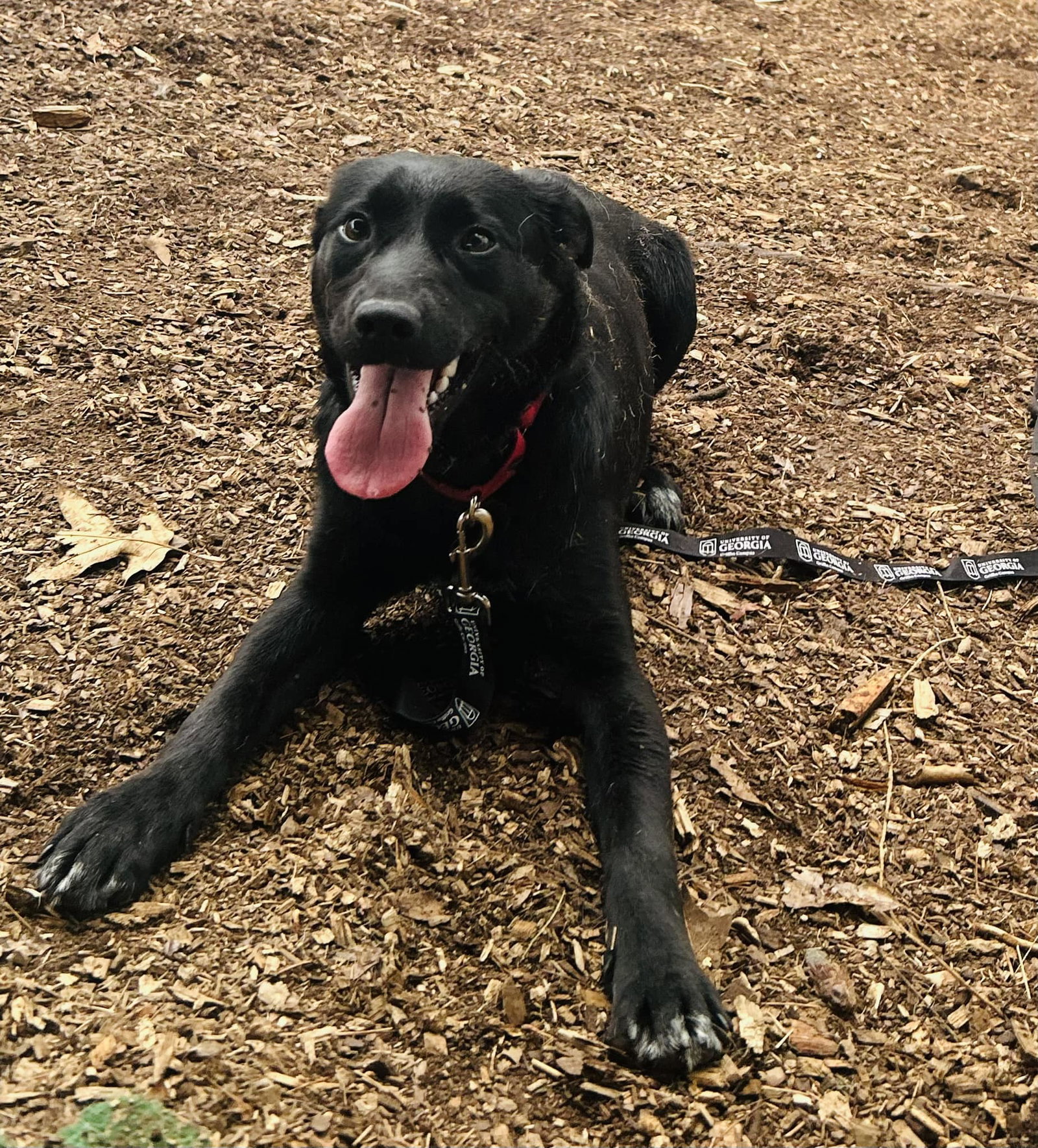 Dog for Adoption - Freya, a Labrador Retriever in Dahlonega, GA | Alpha Paw