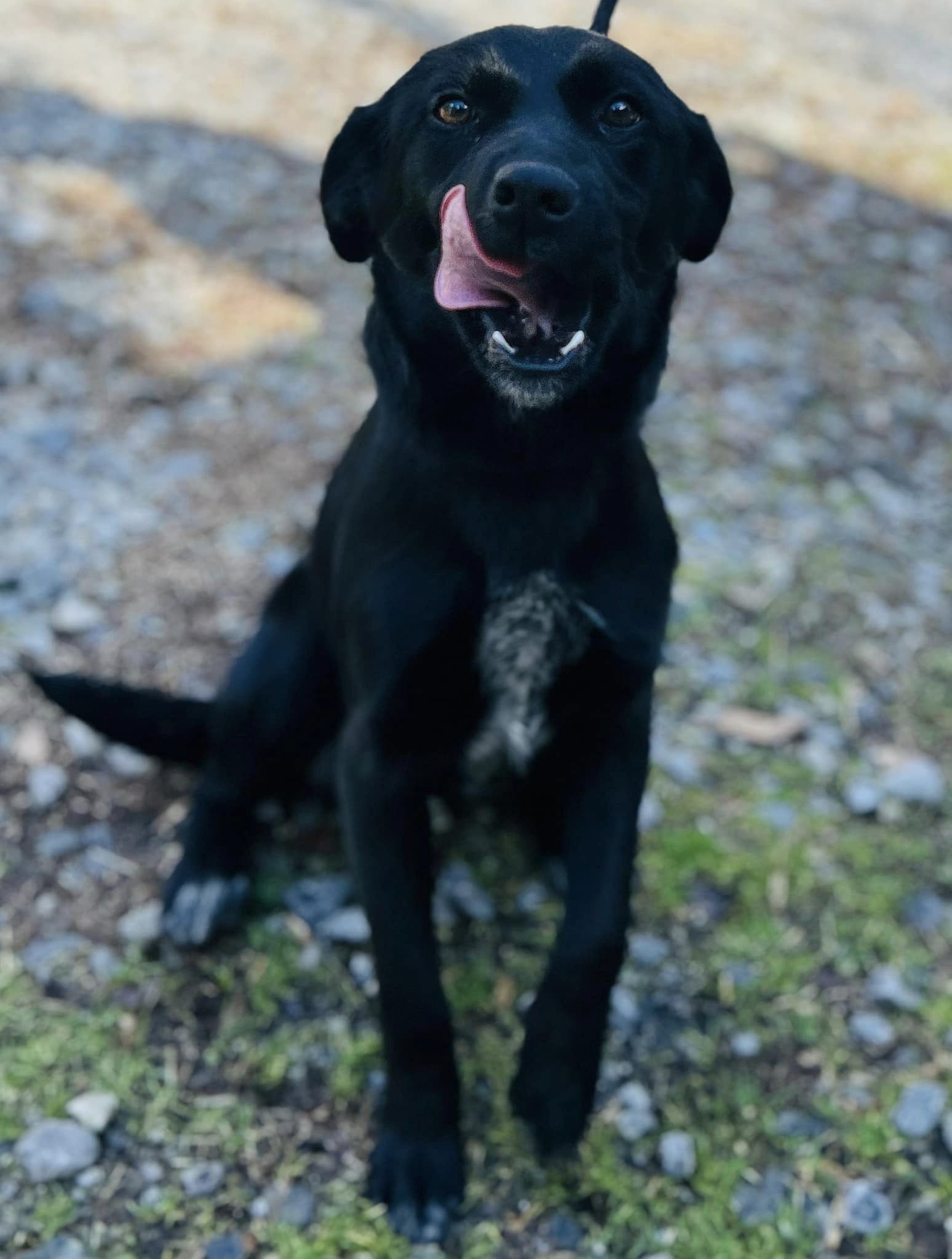 Dog for Adoption - Freya, a Labrador Retriever in Dahlonega, GA | Alpha Paw