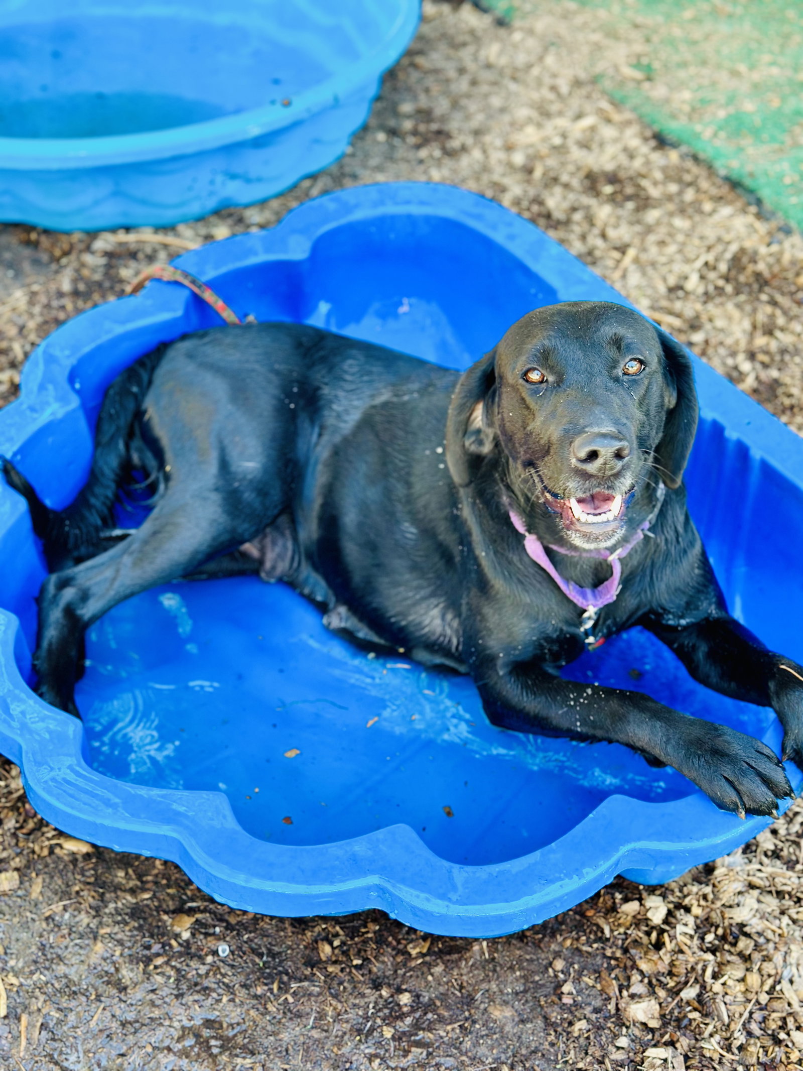 Dog For Adoption Micah A Retriever In Hayesville NC Alpha Paw