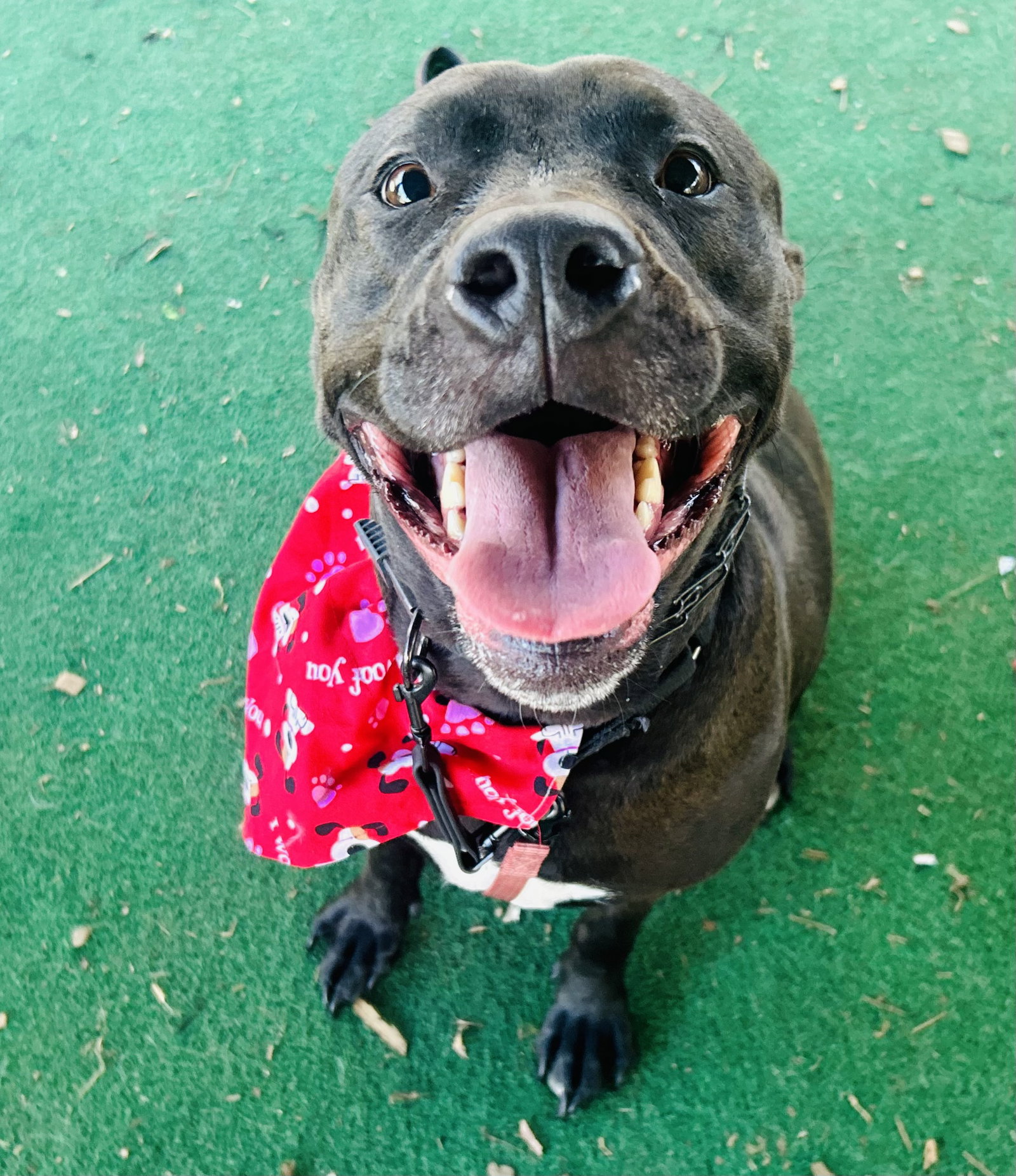 Dog for Adoption - Mara, a Labrador Retriever in Clemson, SC | Alpha Paw