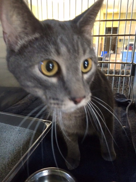 Cats for Adoption in Waco, Texas | Alpha Paw