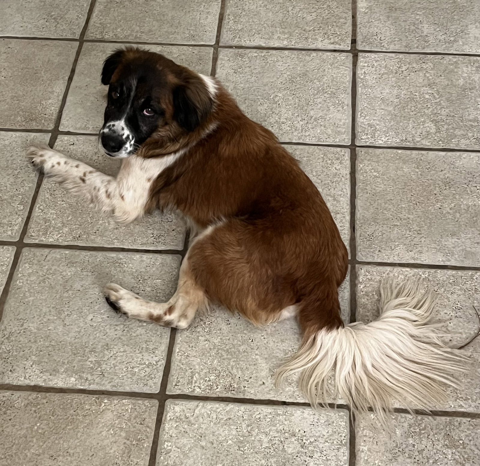 Dog adoption in Mobile, AL 36619: Border Collie / Mixed (medium coat ...