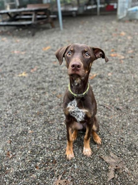 Dog for Adoption - Dobbie, a Doberman Pinscher in La Riviera, CA ...