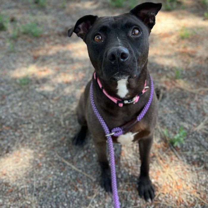 Dog for Adoption - Naomi, a Staffordshire Bull Terrier in Sutter, CA ...
