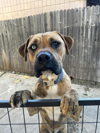 Dog for Adoption - Rosco, a Boxer in Rancho Murieta, CA | Alpha Paw