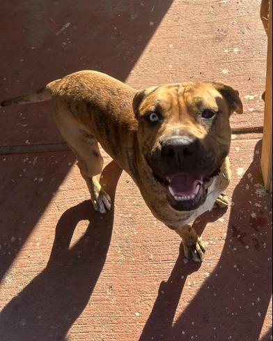 Dog for Adoption - Rosco, a Boxer in Rancho Murieta, CA | Alpha Paw