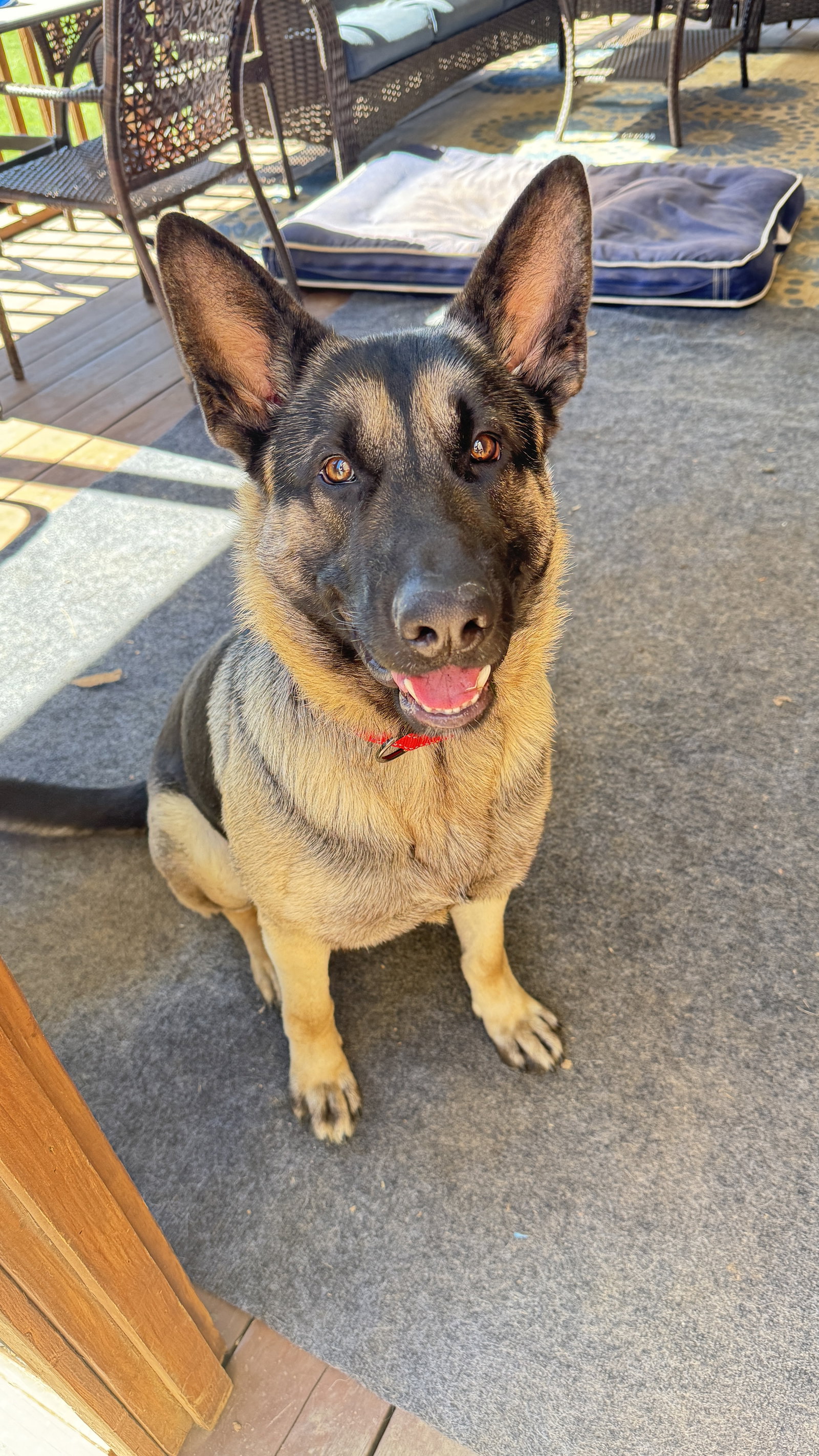 Shep 6748's Web Page