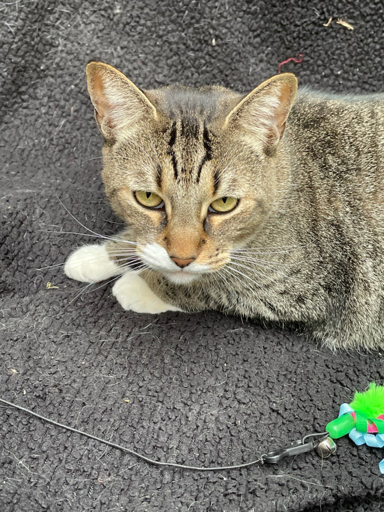 Cats for Adoption in Los Angeles, California | Alpha Paw
