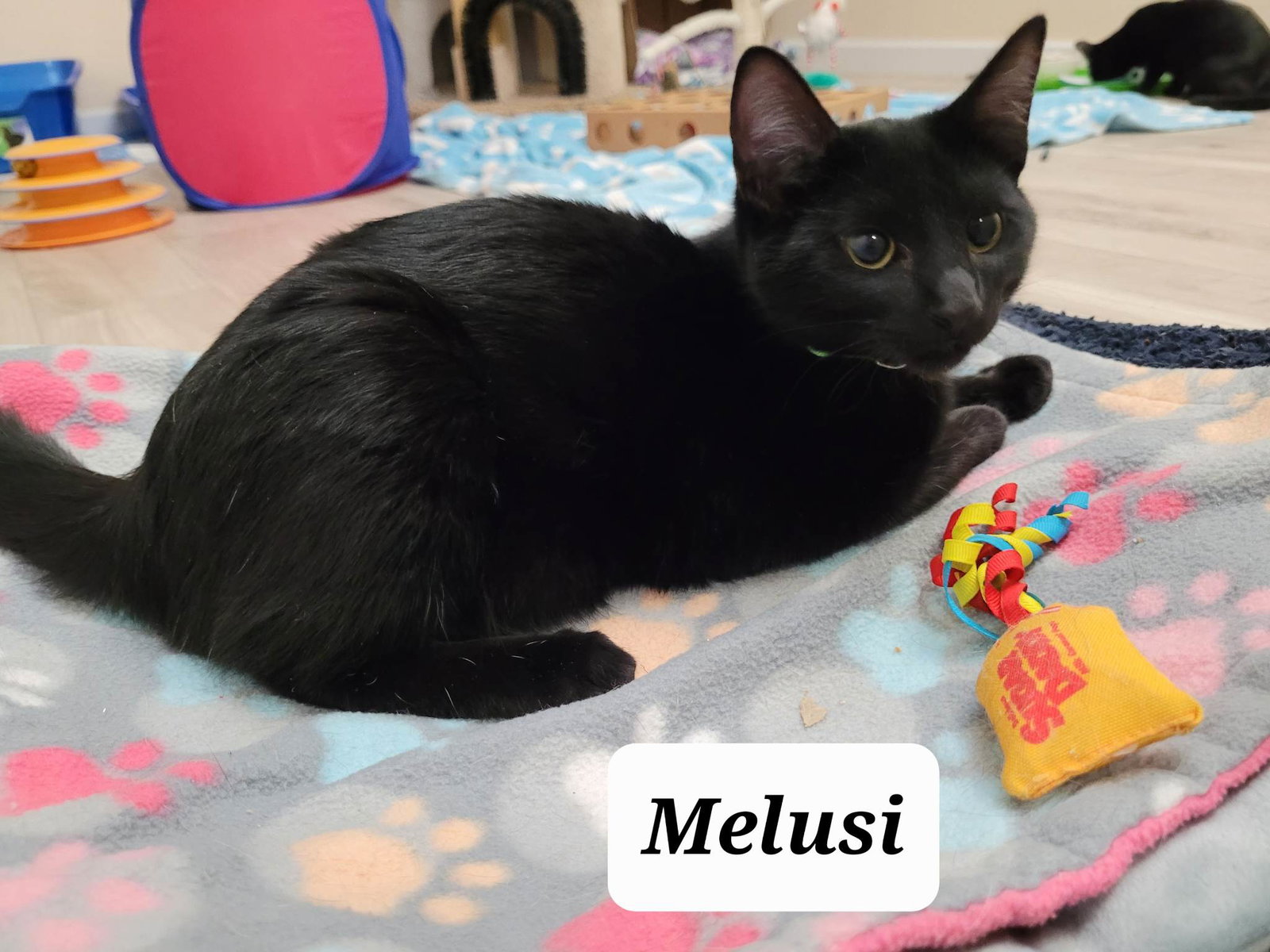 Cats for Adoption in Artesia, California | Alpha Paw