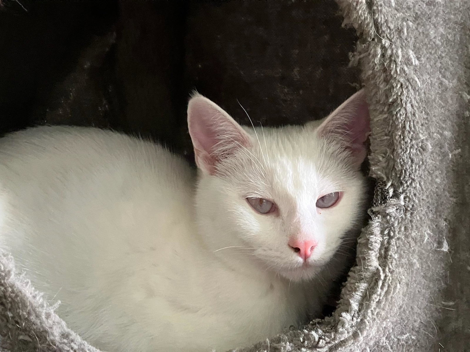 Cats for Adoption in Loma Linda, California | Alpha Paw