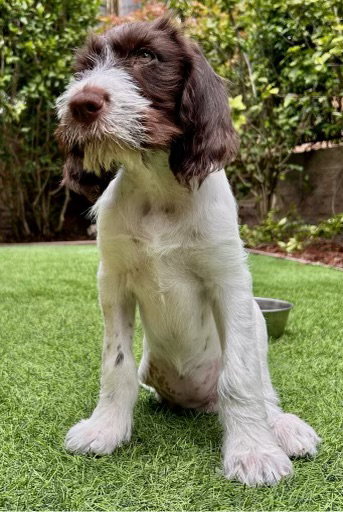 Dog for Adoption - Dot, a German Wirehaired Pointer in Menifee, CA ...