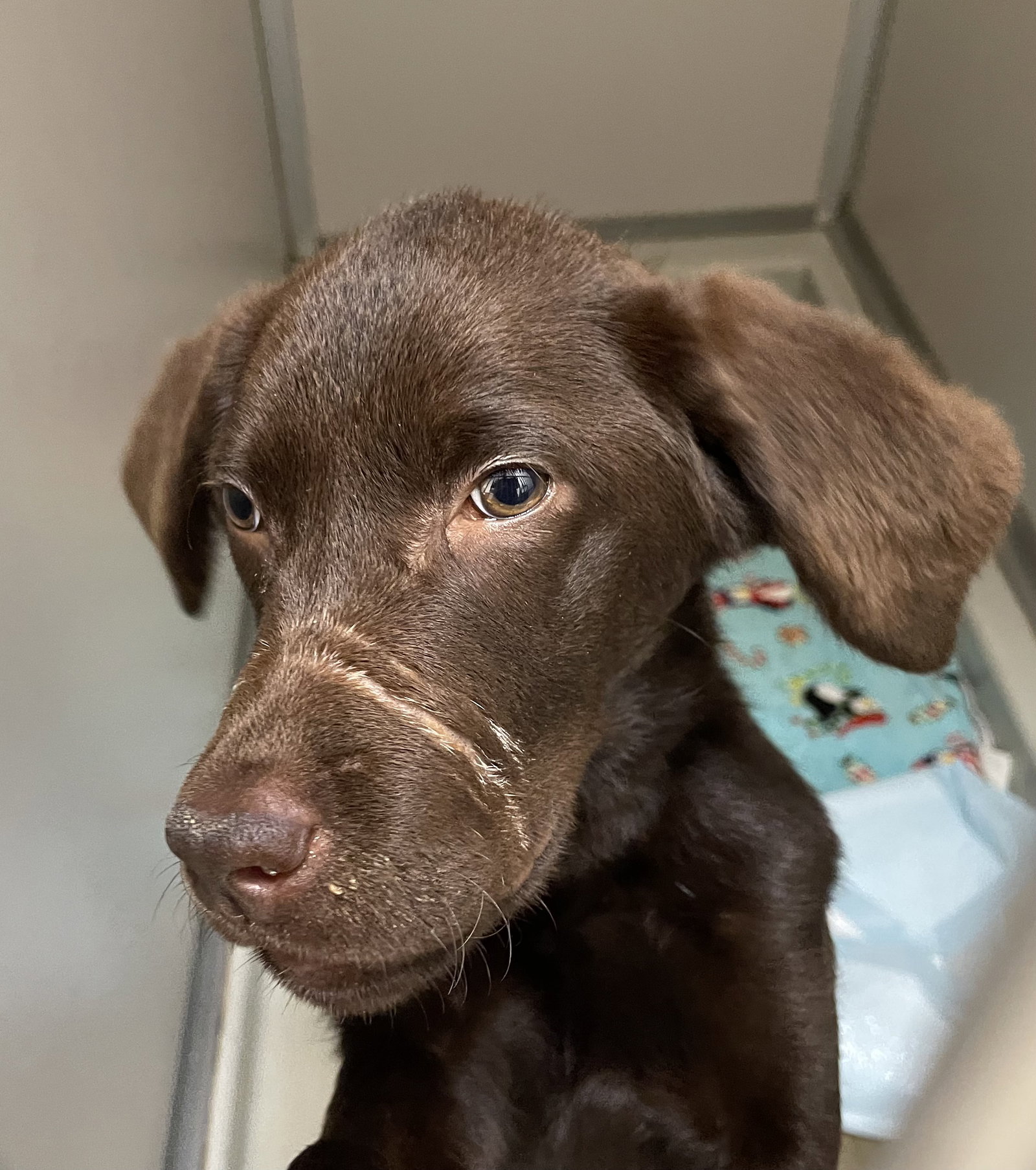 Dog for Adoption - Pancho, a Spaniel in Menifee, CA | Alpha Paw