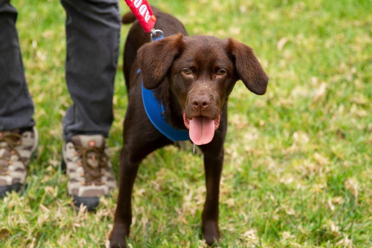 Dog for Adoption - Pancho, a Spaniel in Menifee, CA | Alpha Paw