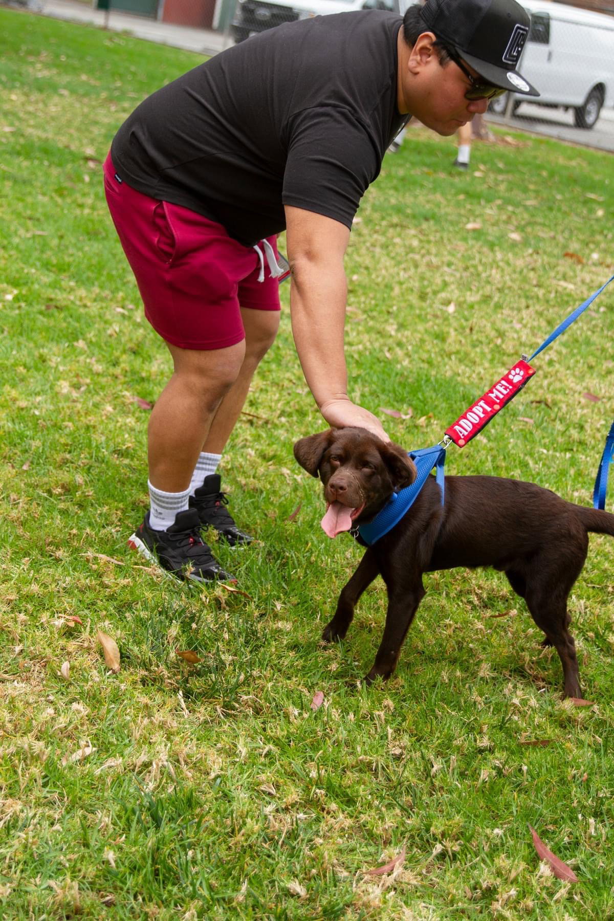 Dog for Adoption - Pancho, a Spaniel in Menifee, CA | Alpha Paw