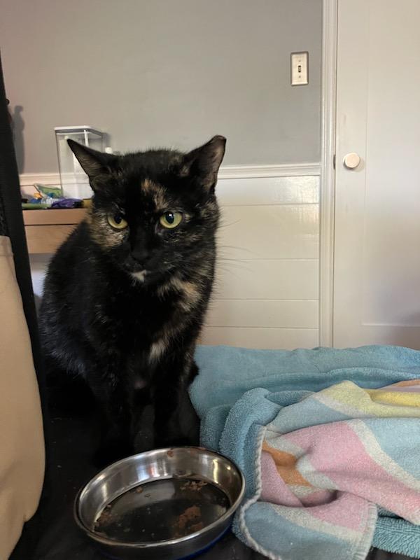 Cat adoption in Mission Viejo, CA 92691: Domestic Short Hair (short ...