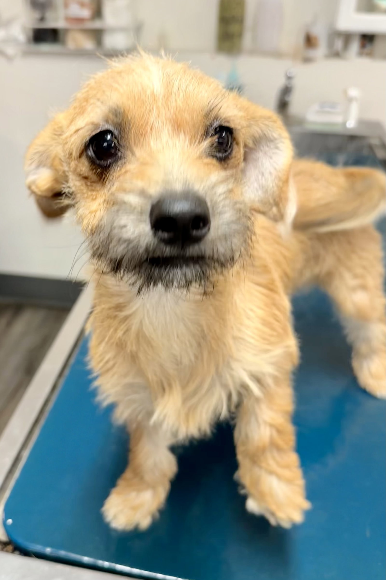 Dog for Adoption - Milli, a Norwich Terrier in Whittier, CA | Alpha Paw