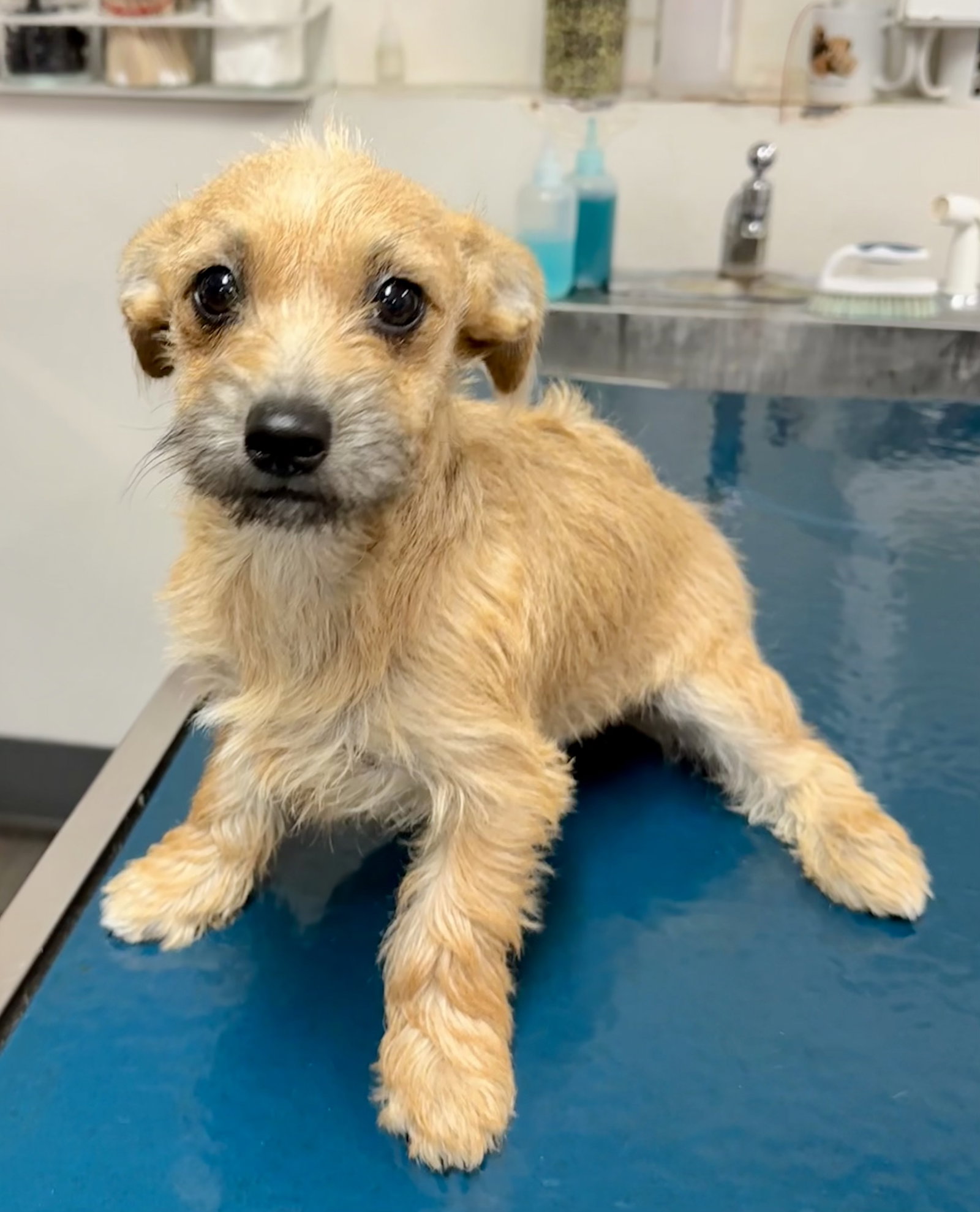 Dog for Adoption - Milli, a Norwich Terrier in Whittier, CA | Alpha Paw