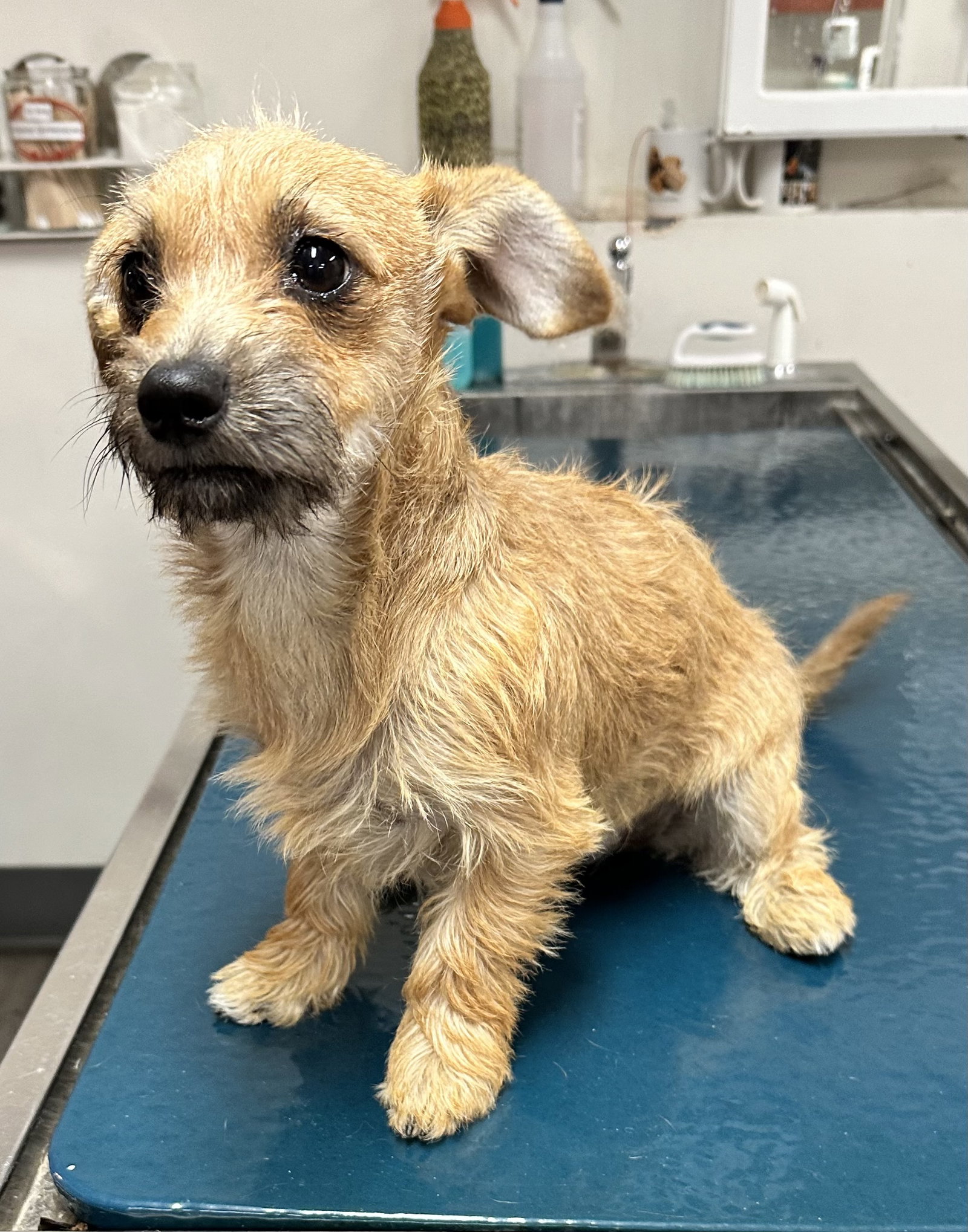 Dog for Adoption - Milli, a Norwich Terrier in Whittier, CA | Alpha Paw