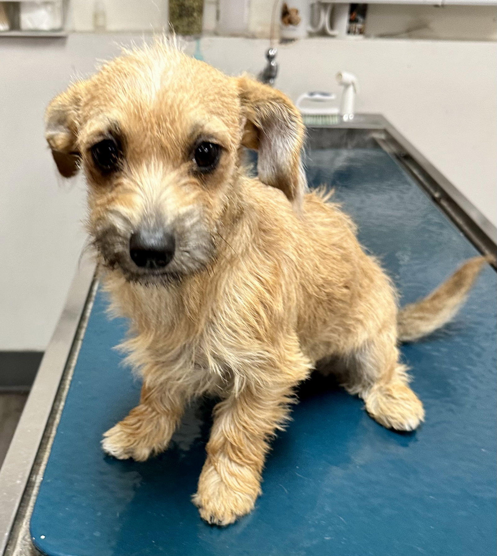 Dog for Adoption - Milli, a Norwich Terrier in Whittier, CA | Alpha Paw