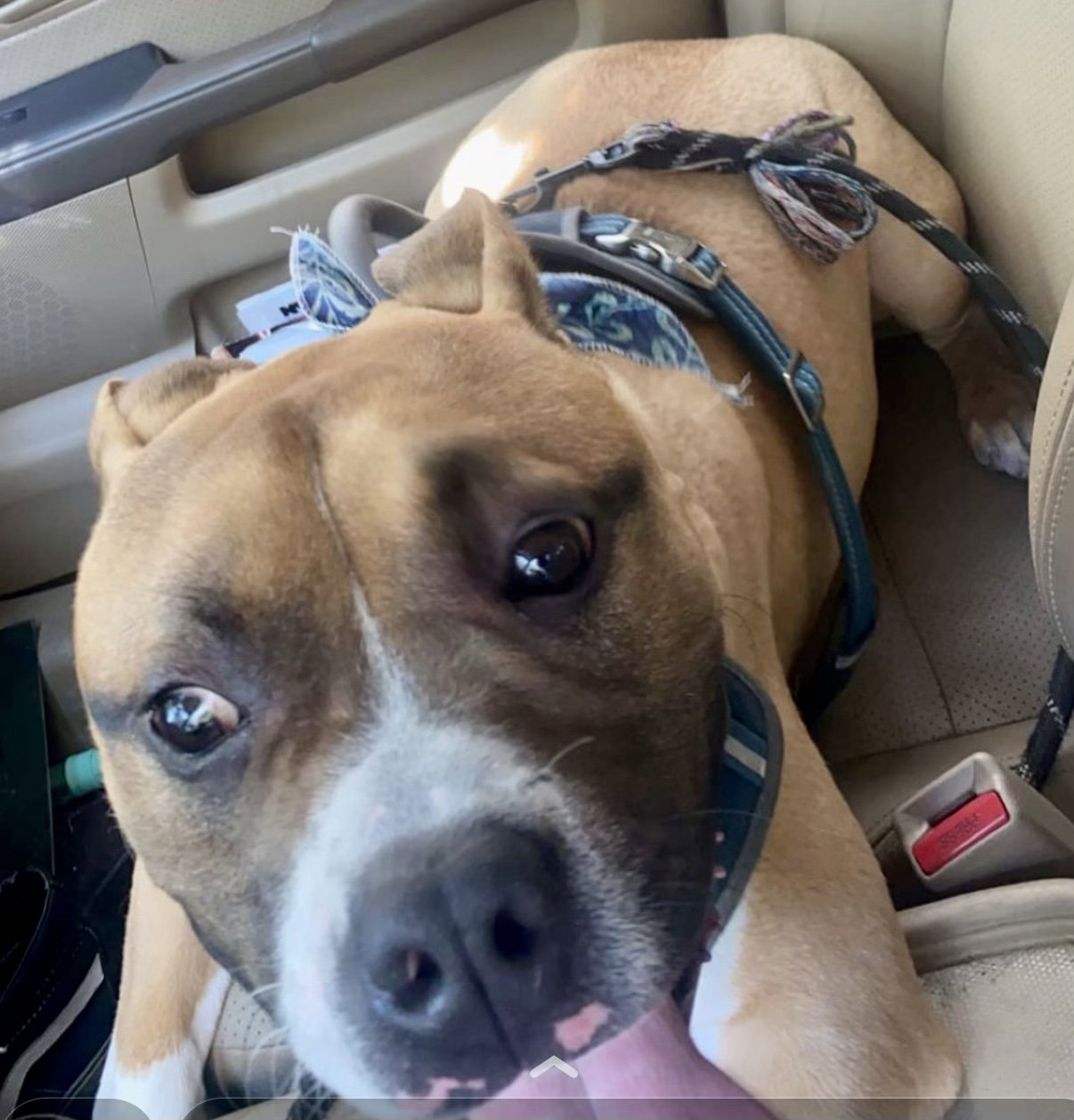 Dog for Adoption - Simba *SUPER URGT* NEEDS IMMED FOSTER HOME, a ...