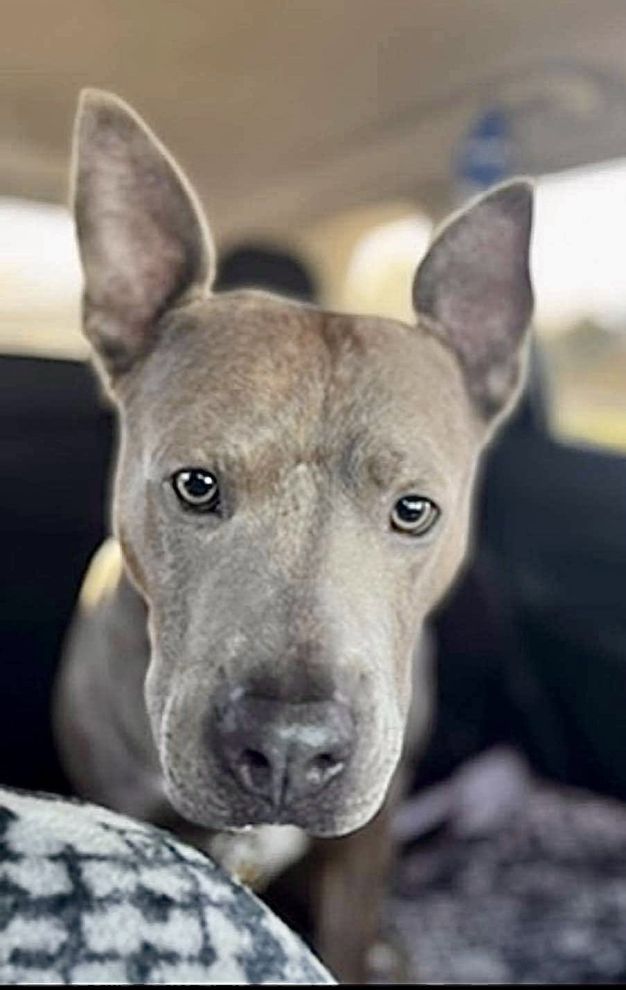 Dog for Adoption - BOOSIE *URGT* NEEDS IMMED FOSTER*, a American ...