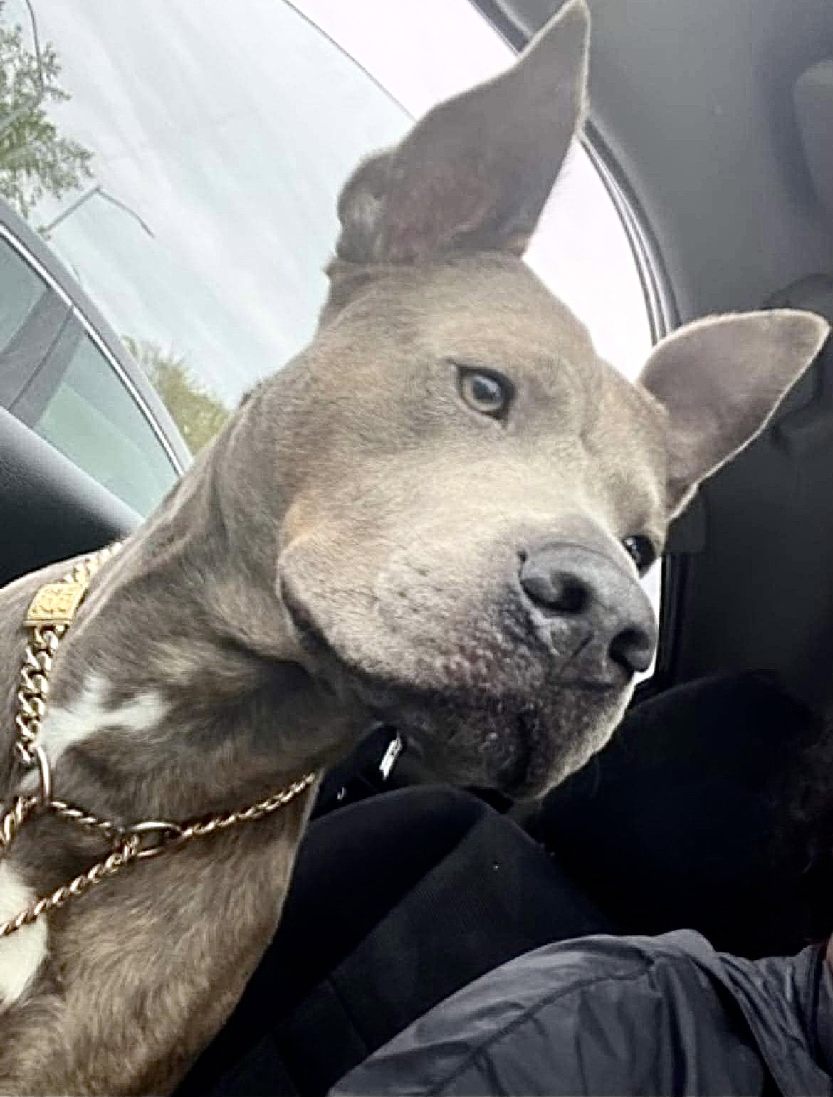 Dog for Adoption - BOOSIE *URGT* NEEDS IMMED FOSTER*, a American ...