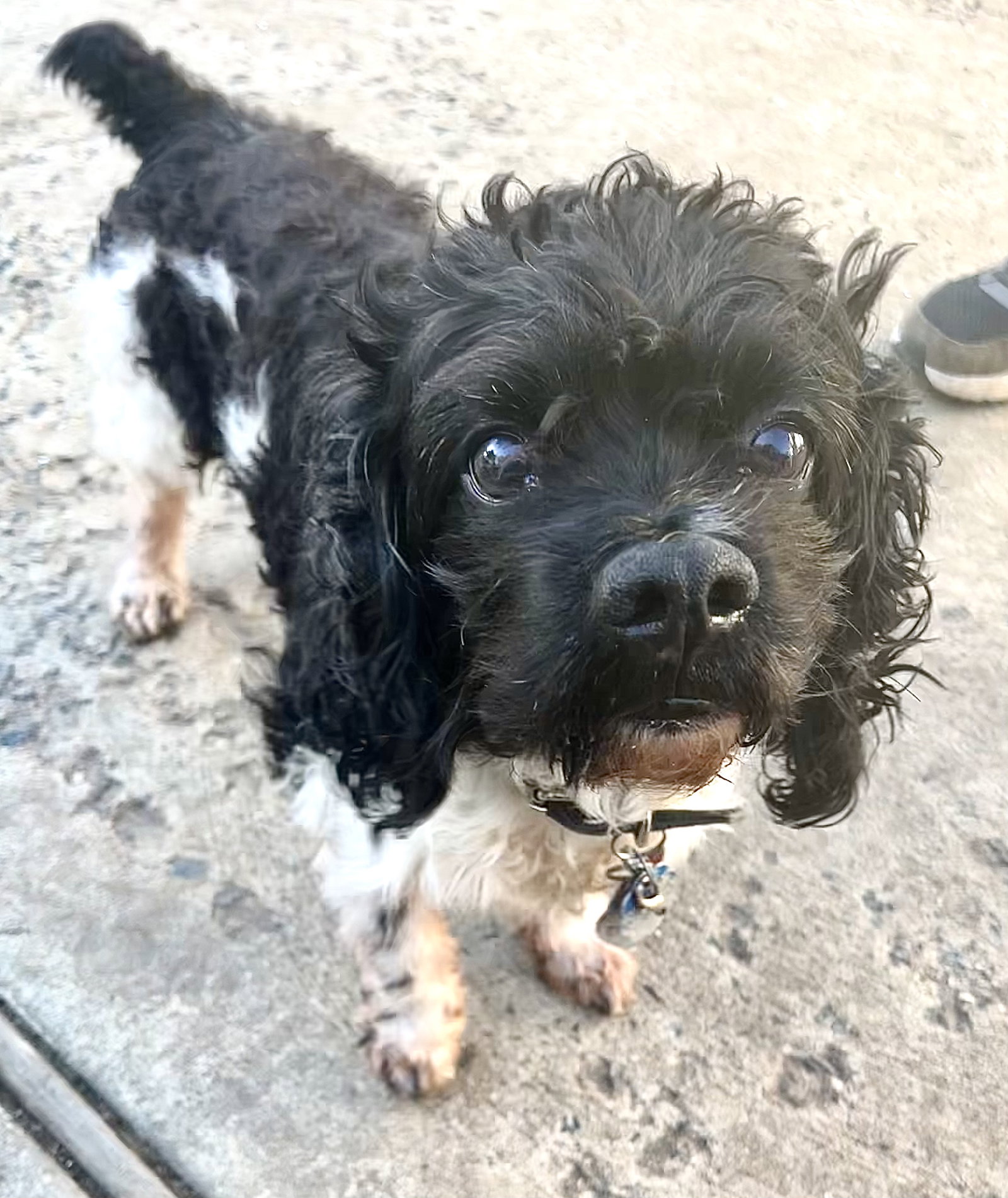 Dog for Adoption - Oreo - “Silly Moppet”, a Cockapoo in Harlem, NY ...