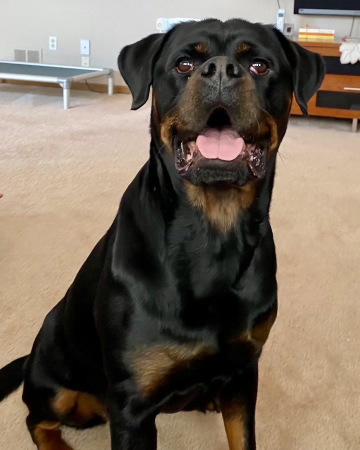 Dog for Adoption - Elsa - *URGT* BIG LOVE SERVICE DOG TRAINED, a ...