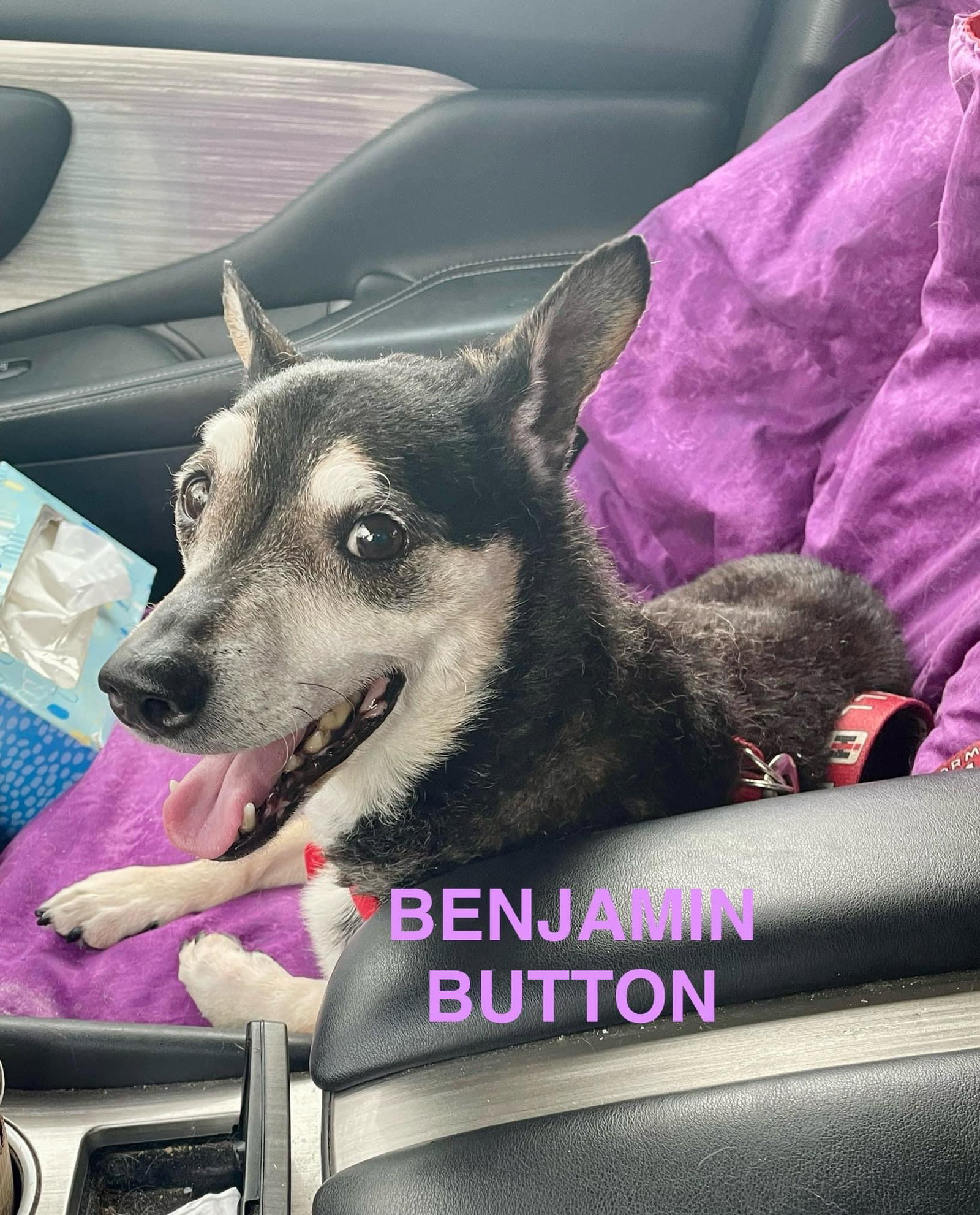 Dog for Adoption - Benjamin Button, a Terrier in Royal Oak, MI | Alpha Paw