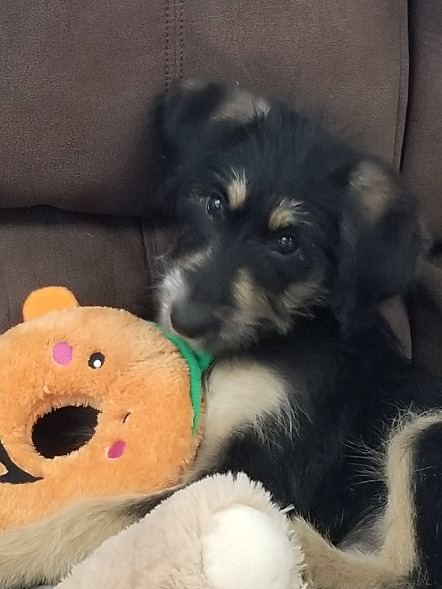 Dog for Adoption - Lacey, a in Brooklyn, NY | Alpha Paw