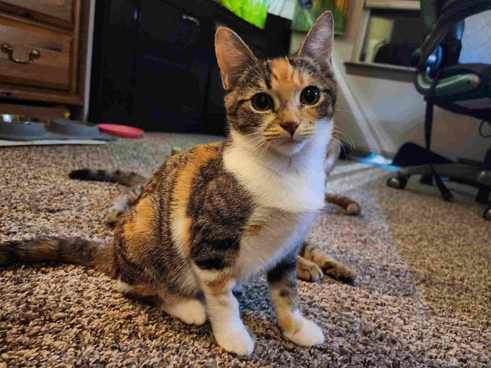 Minx (kitten)'s Web Page