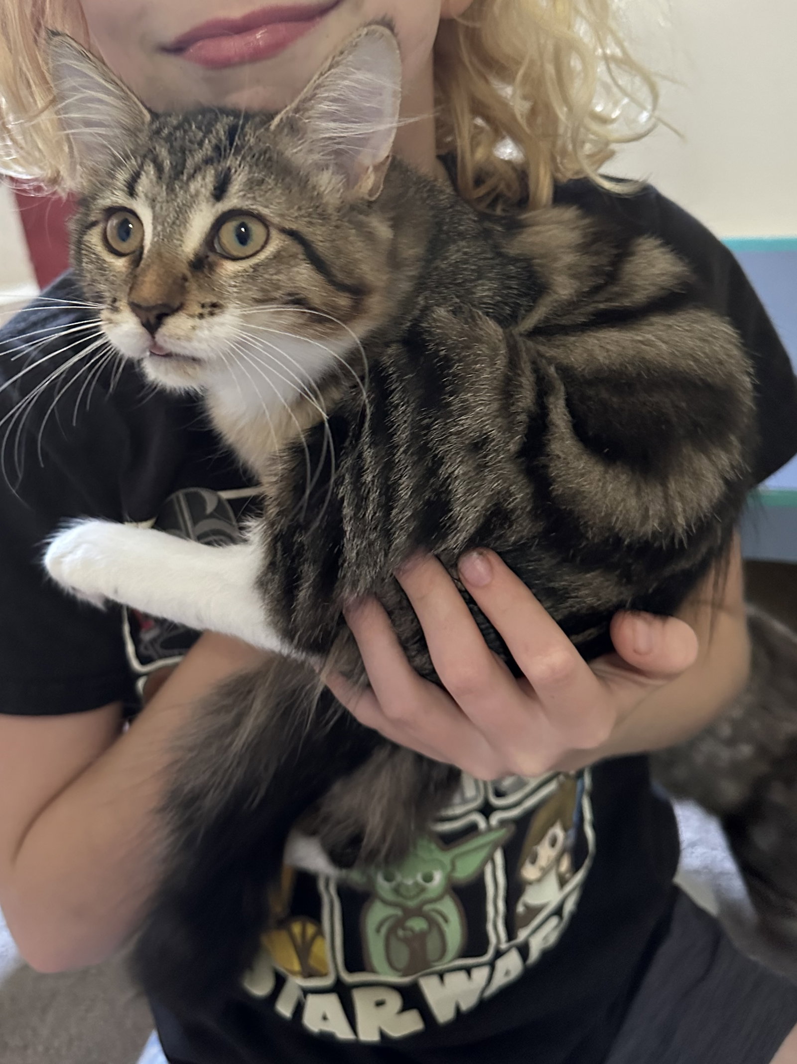 Cass (kitten in foster)'s Web Page