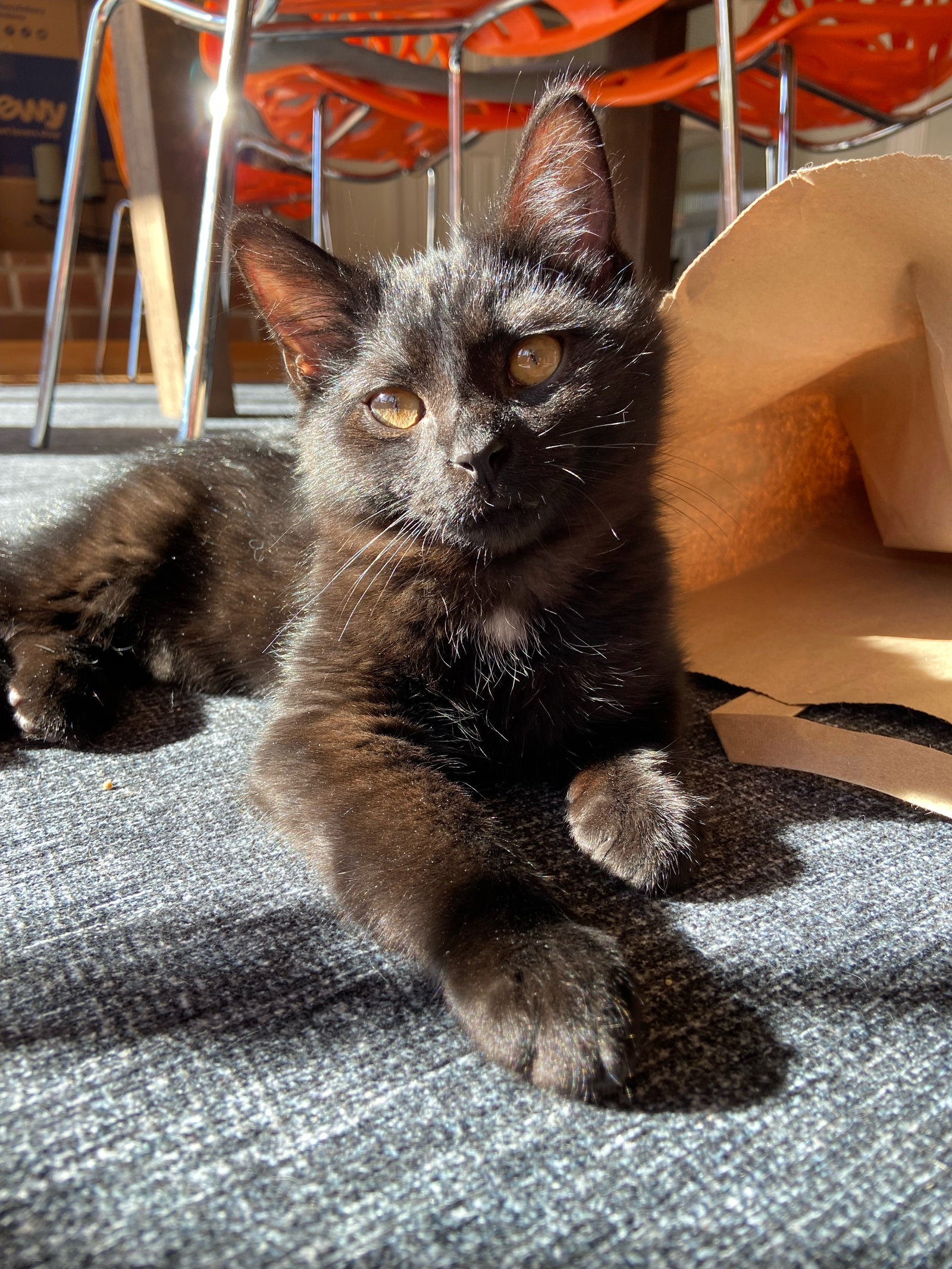 Jacque (kitten in foster)'s Web Page