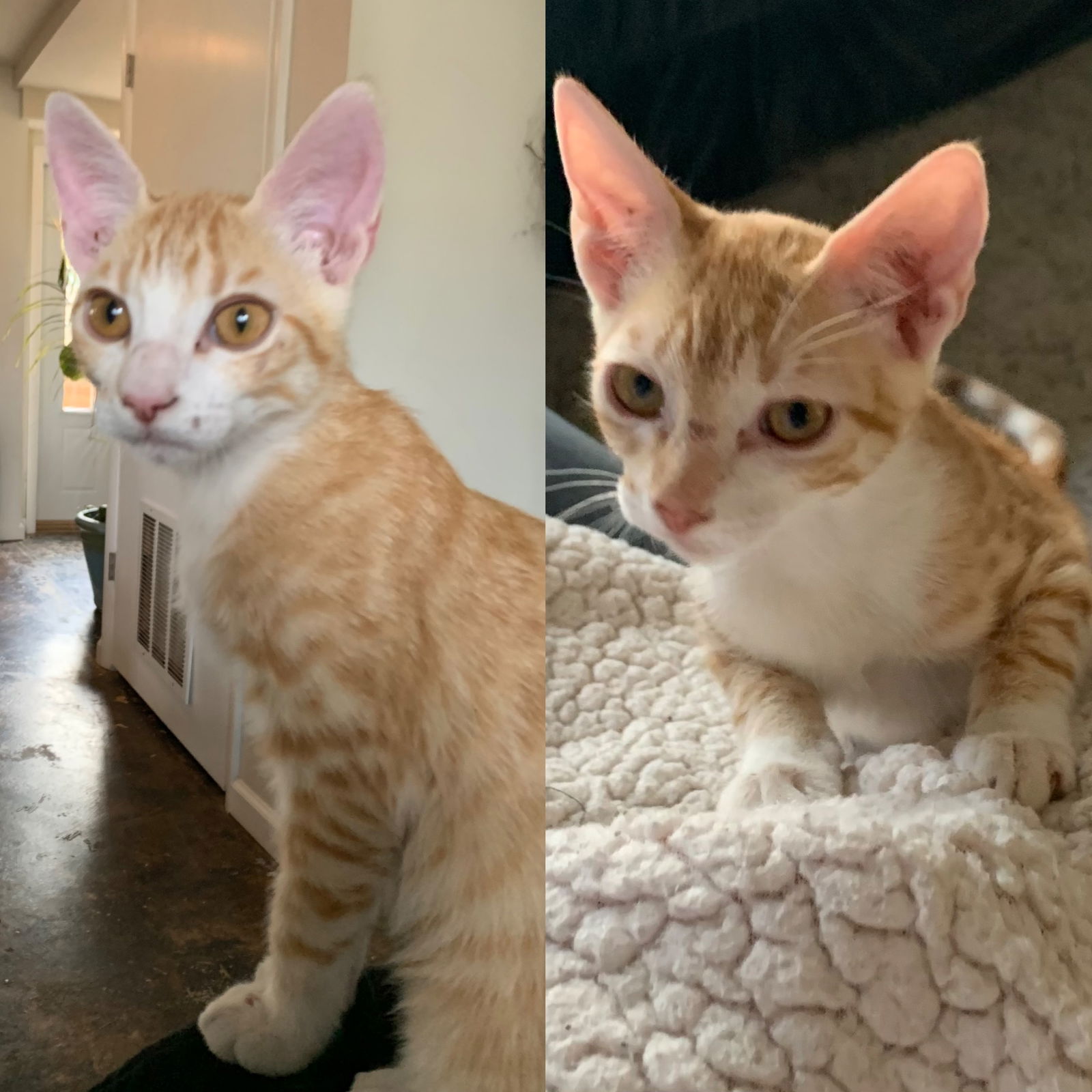 Dellas And Penny Kitten Siblings From Roatans Web Page