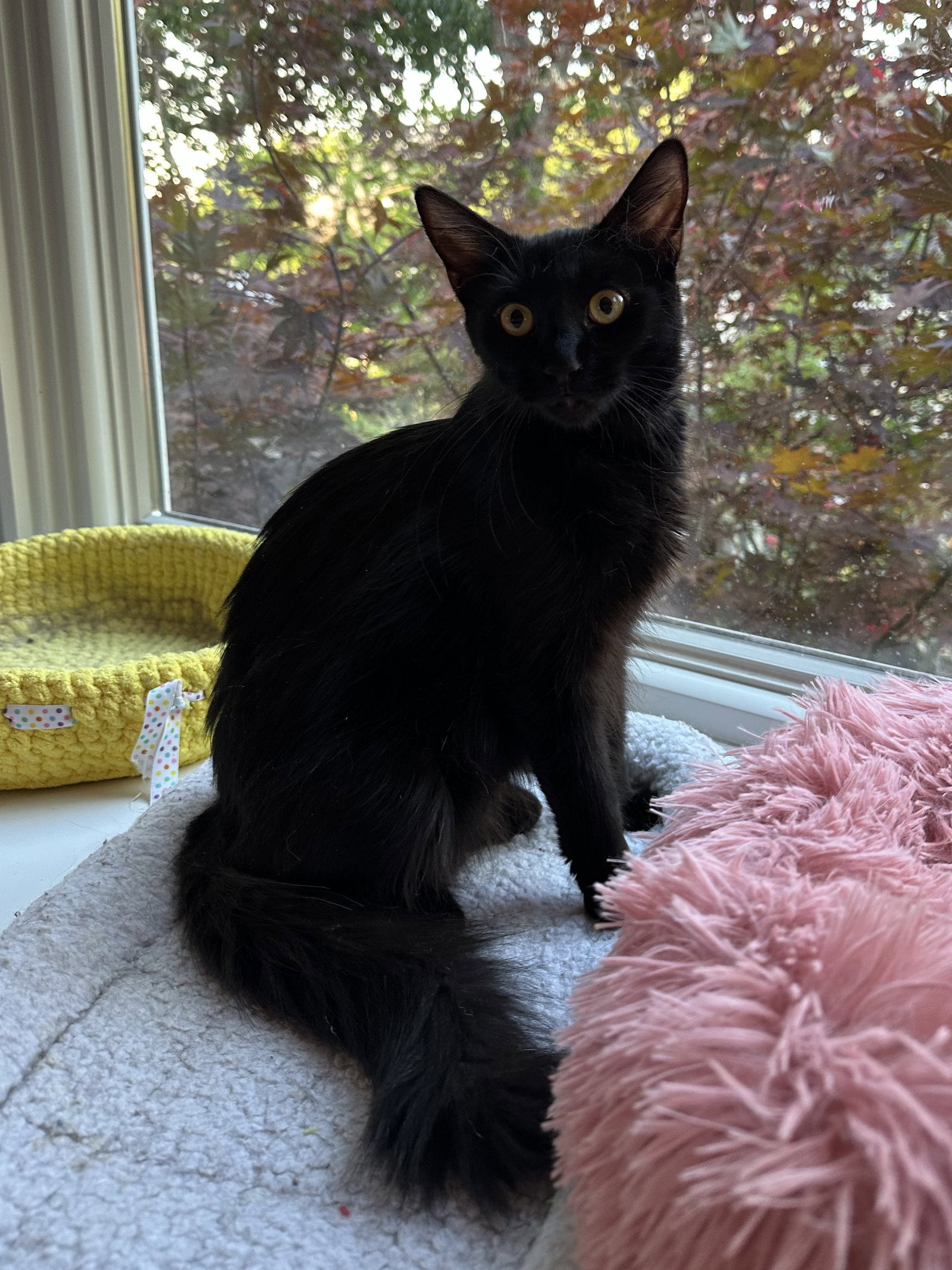 Countess (in foster)'s Web Page