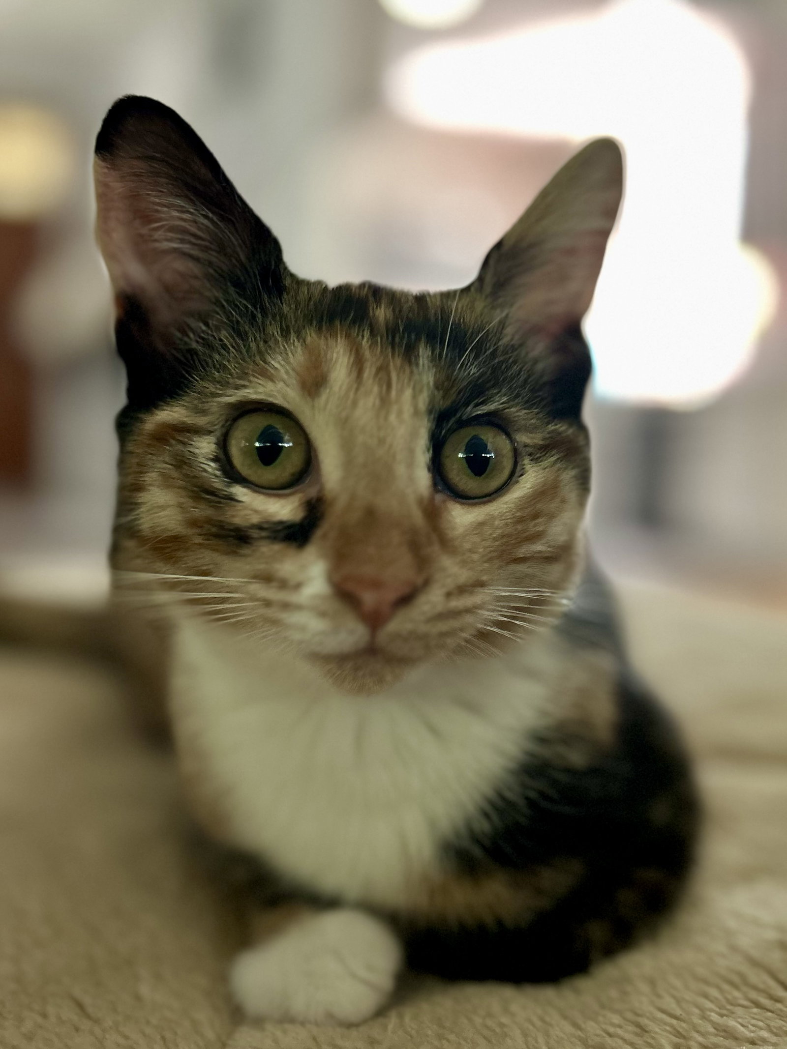 Nutella - KITTEN's Web Page