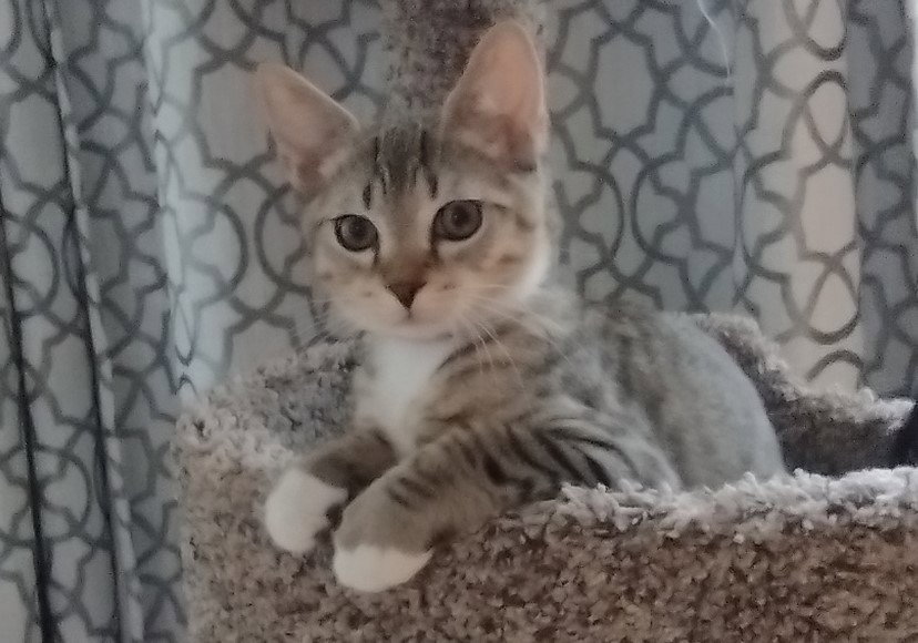 Michael - KITTEN in foster's Web Page