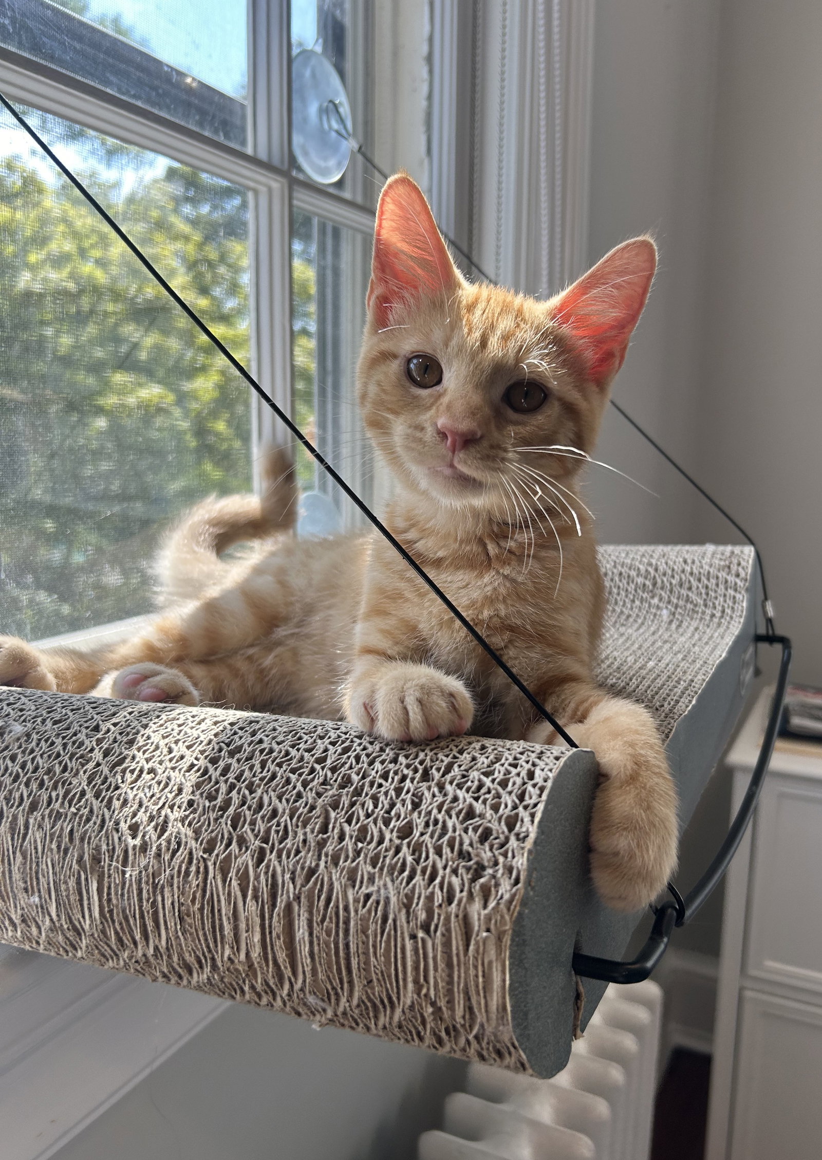 Ringo - KITTEN in foster's Web Page