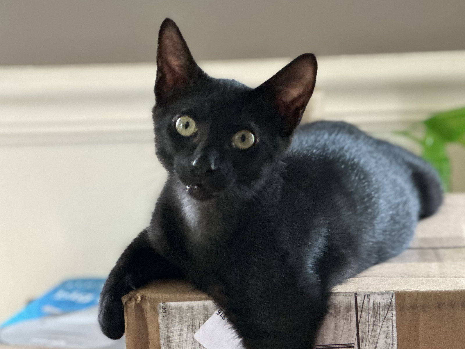 Sirius - KITTEN's Web Page