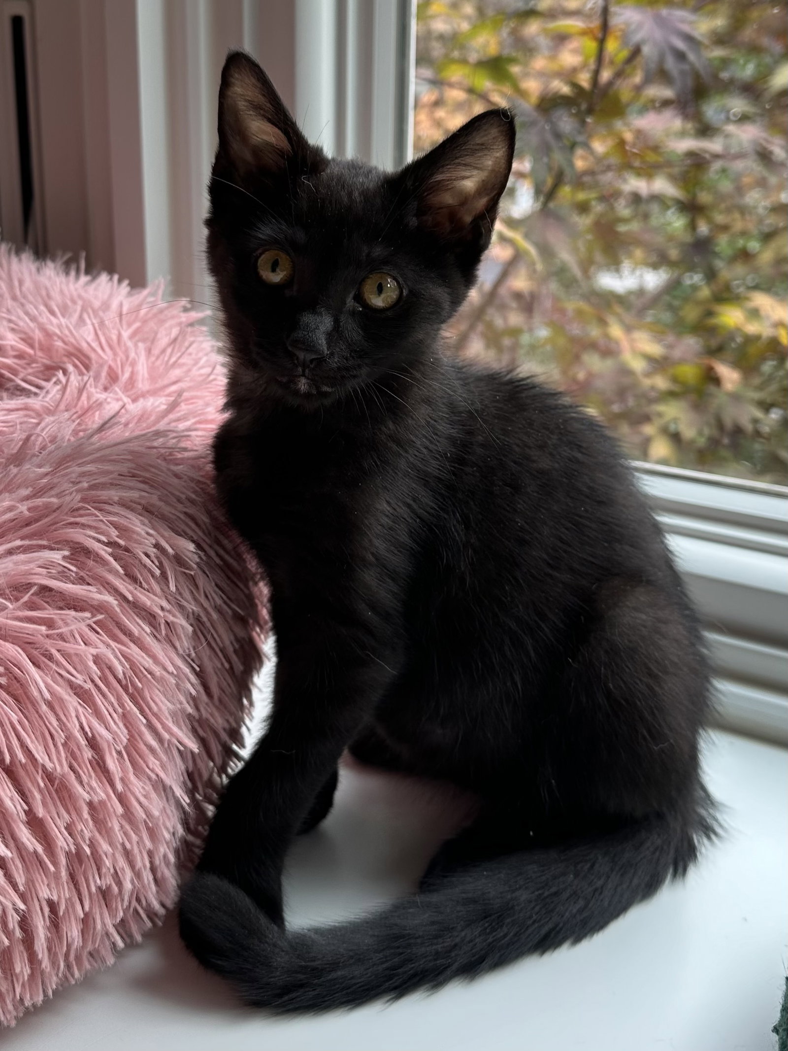 Fluffernutter - KITTEN's Web Page