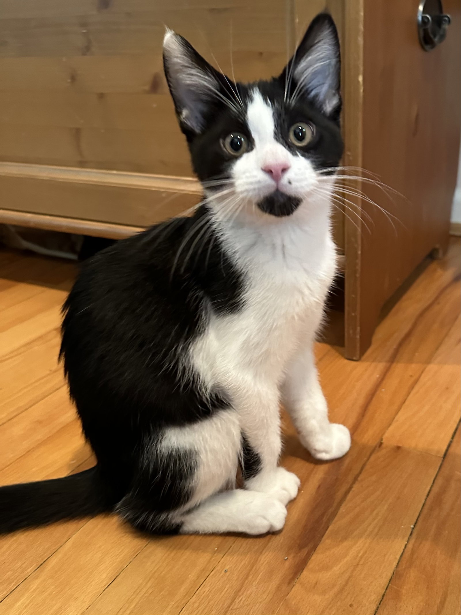 Gyro - KITTEN's Web Page
