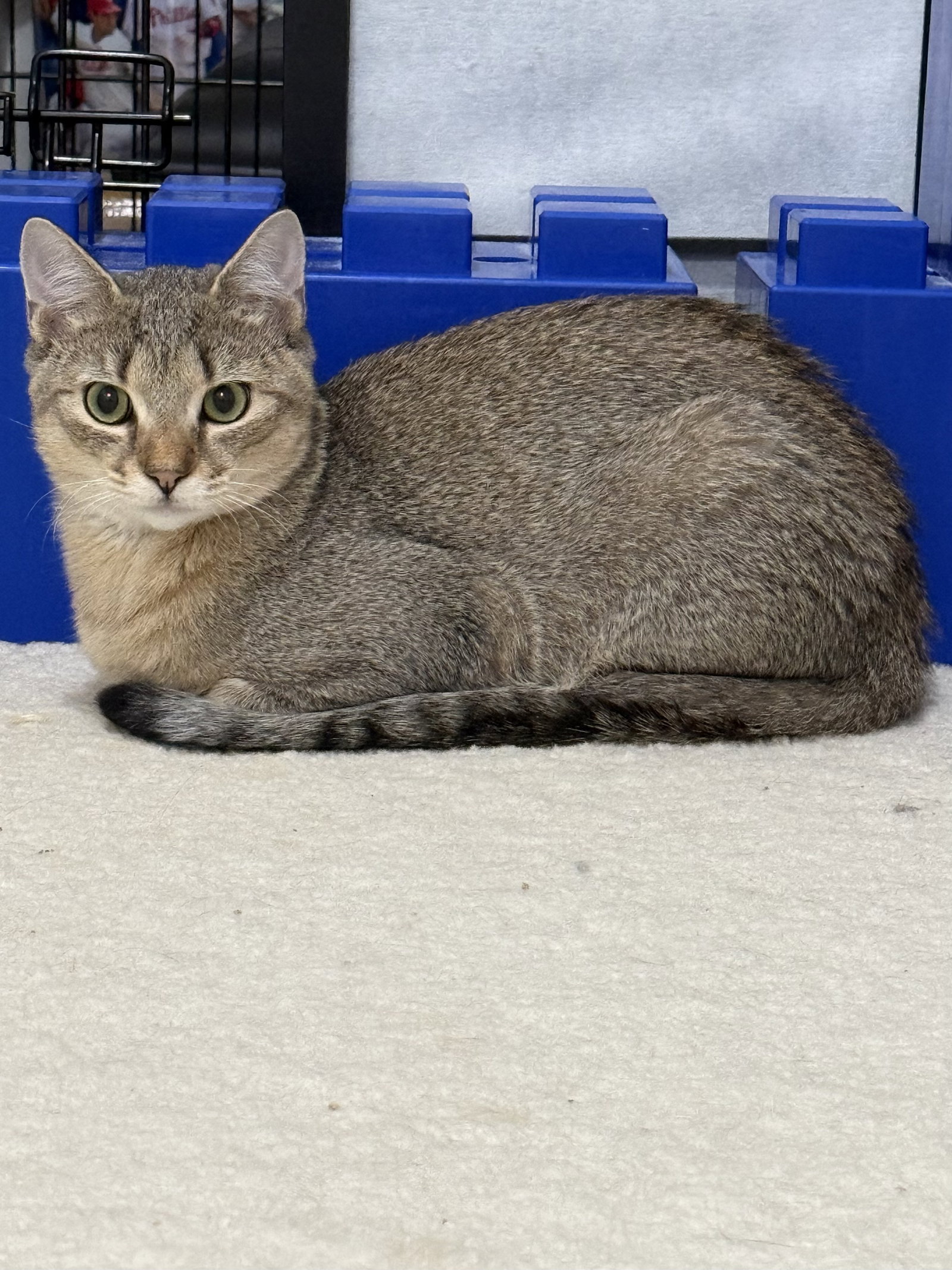 Fanta - KITTEN in foster's Web Page