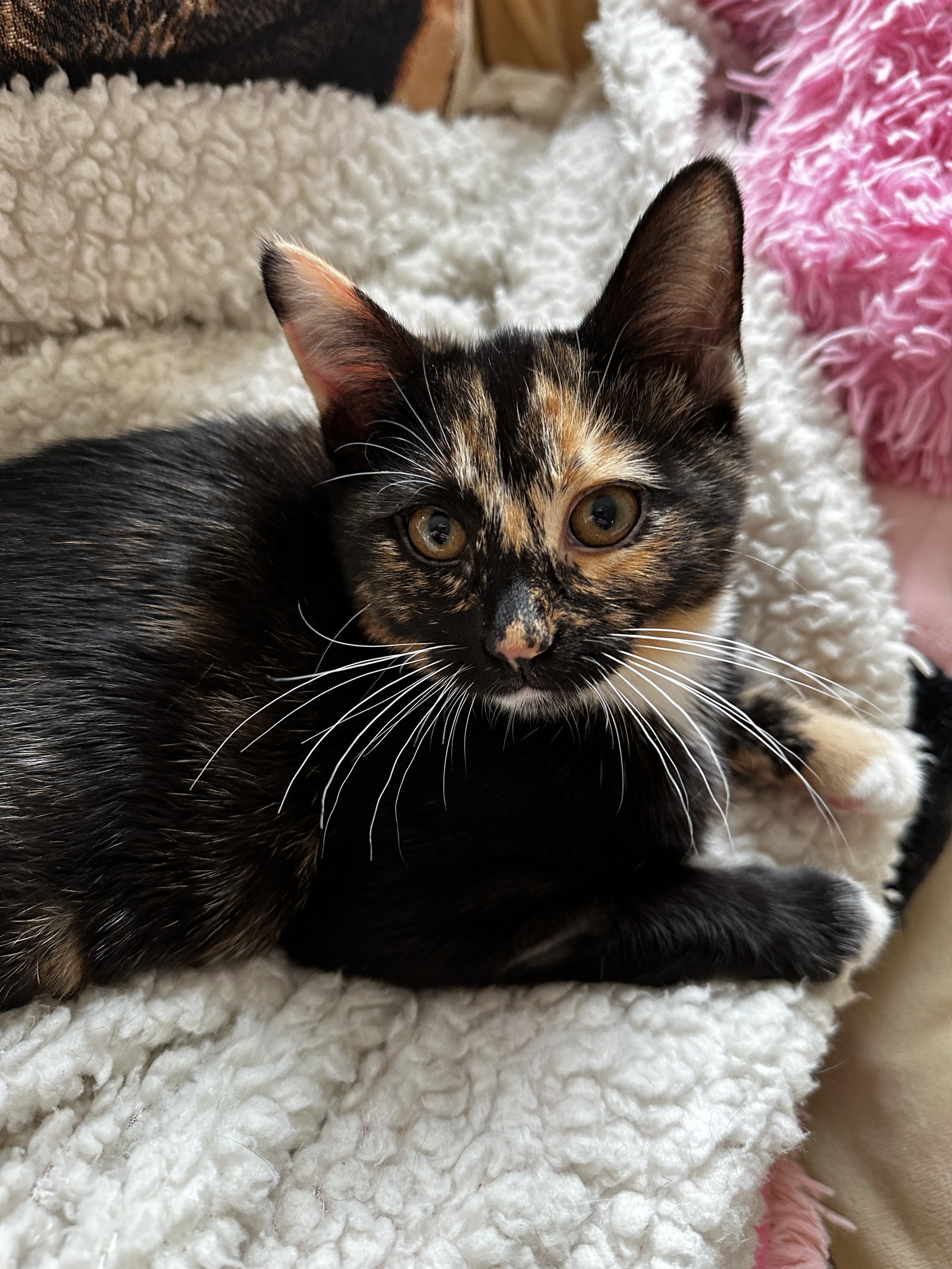 Simone - KITTEN in foster's Web Page