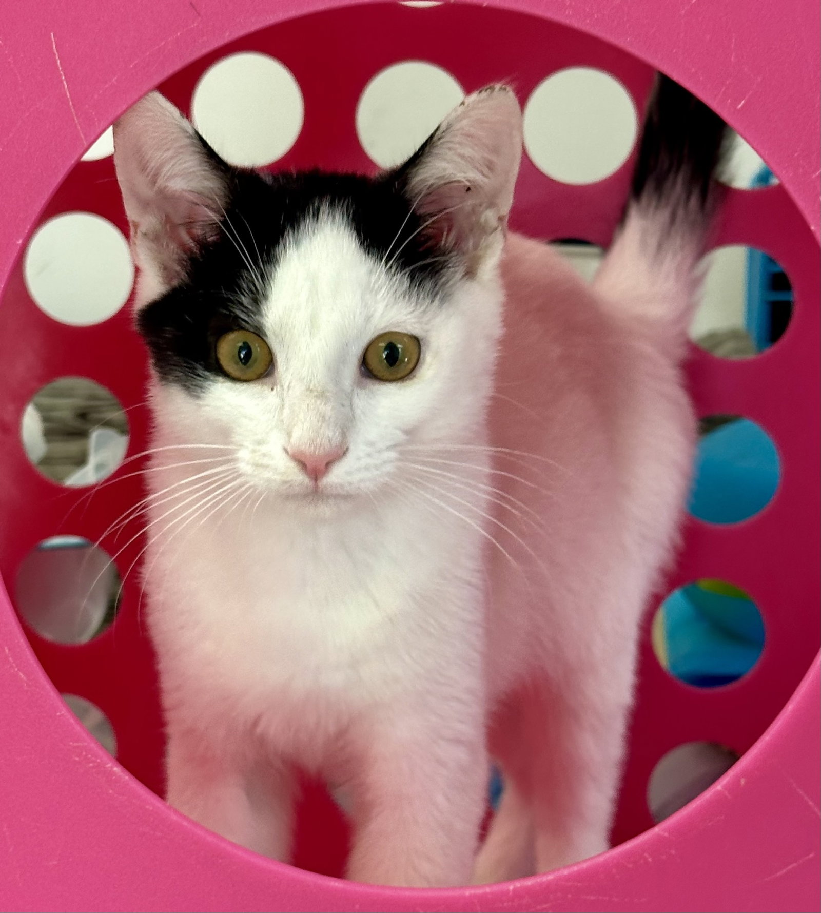 Smutch (kitten)'s Web Page