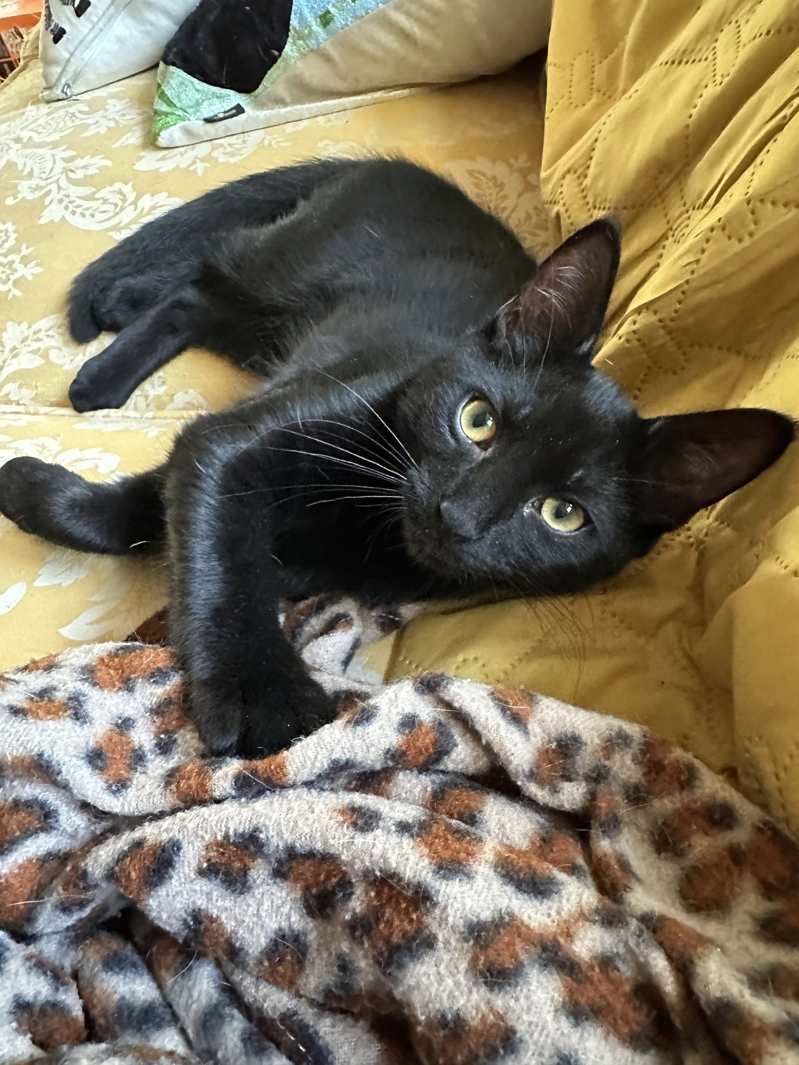 Jackson - KITTEN's Web Page