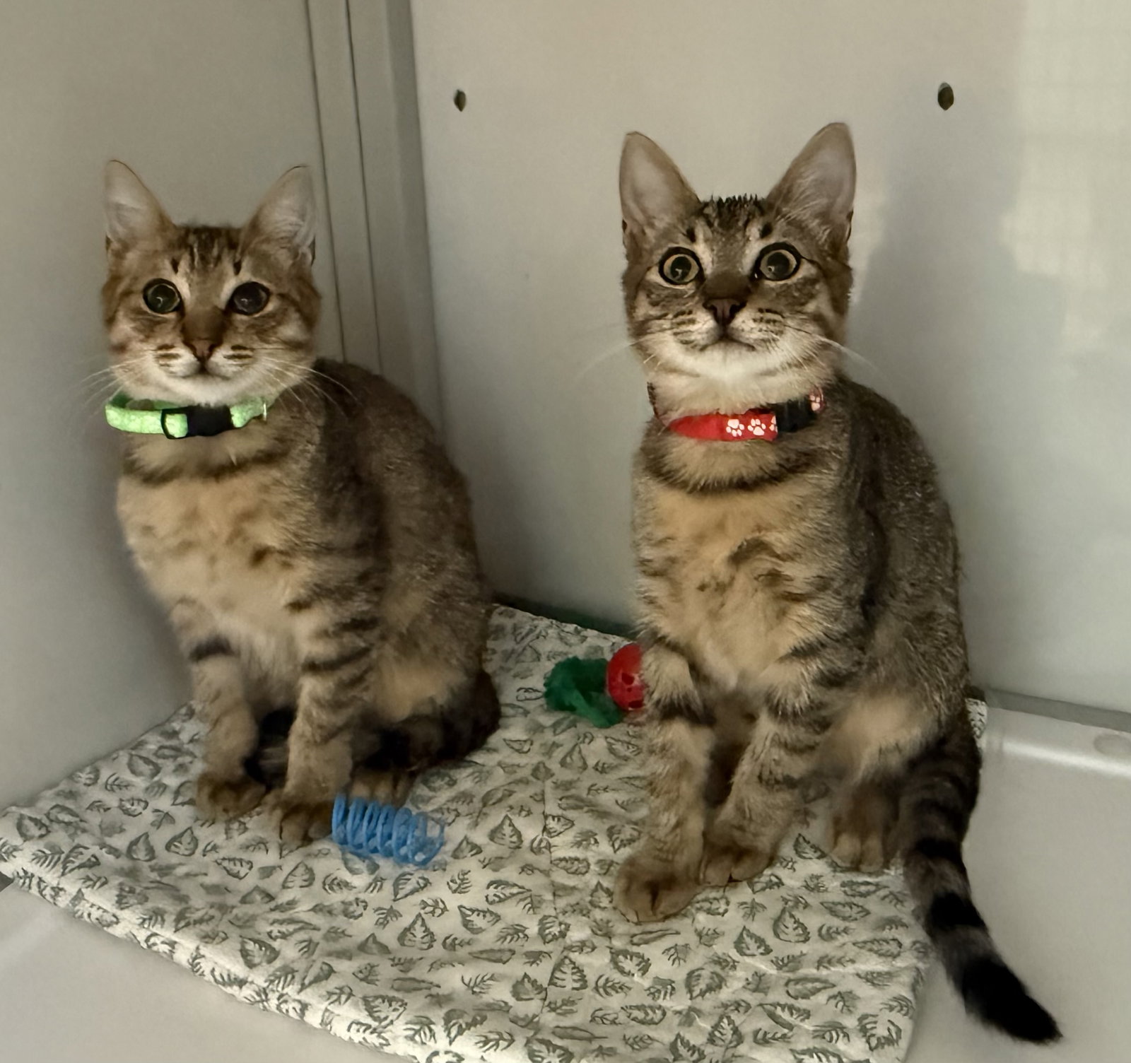 Bugsy and Mugsy (kittens) (St. Thomas)'s Web Page