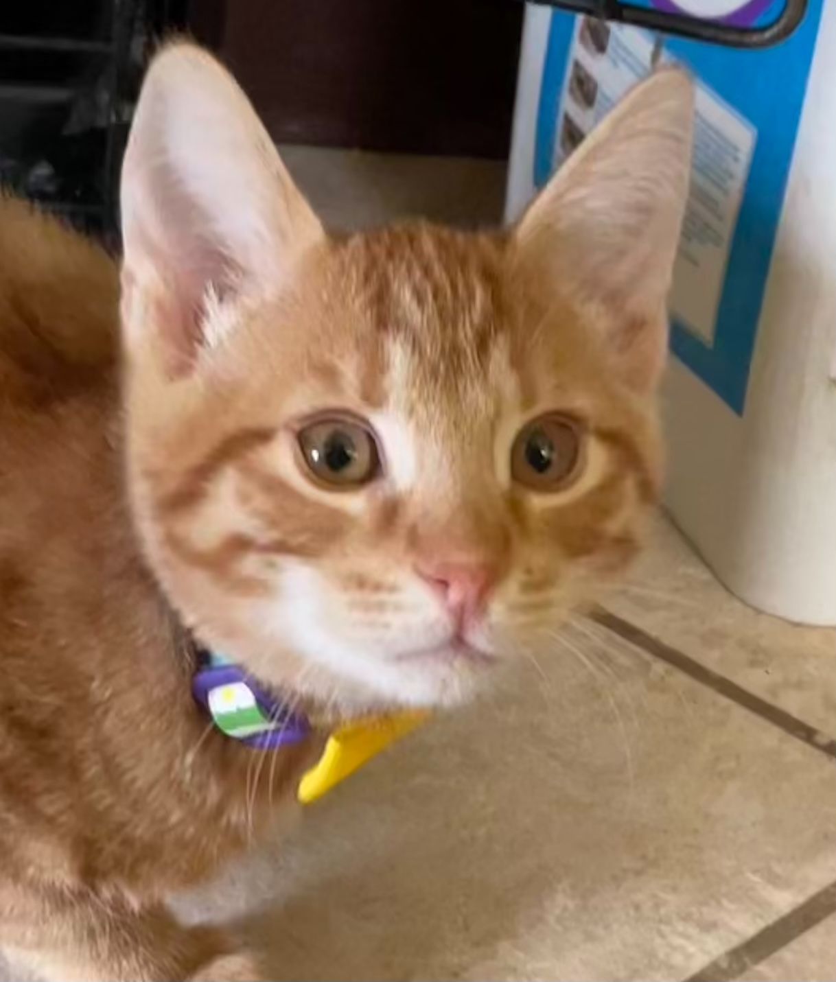 Cats for Adoption in Fetters Hot Springs Agua Caliente, California ...