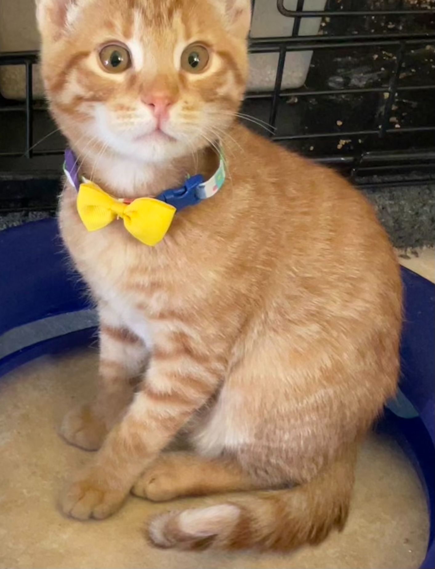 Cats for Adoption in Fetters Hot Springs Agua Caliente, California ...