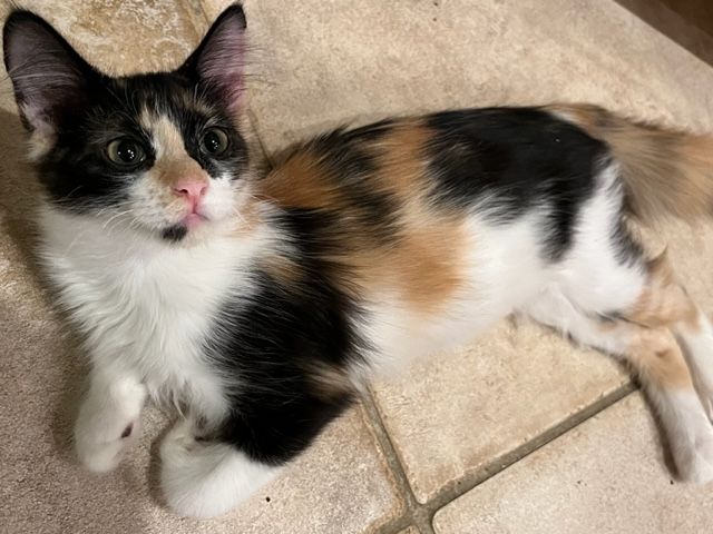 Cat adoption in Antioch, CA 94531: Calico / Siamese / Mixed (medium ...